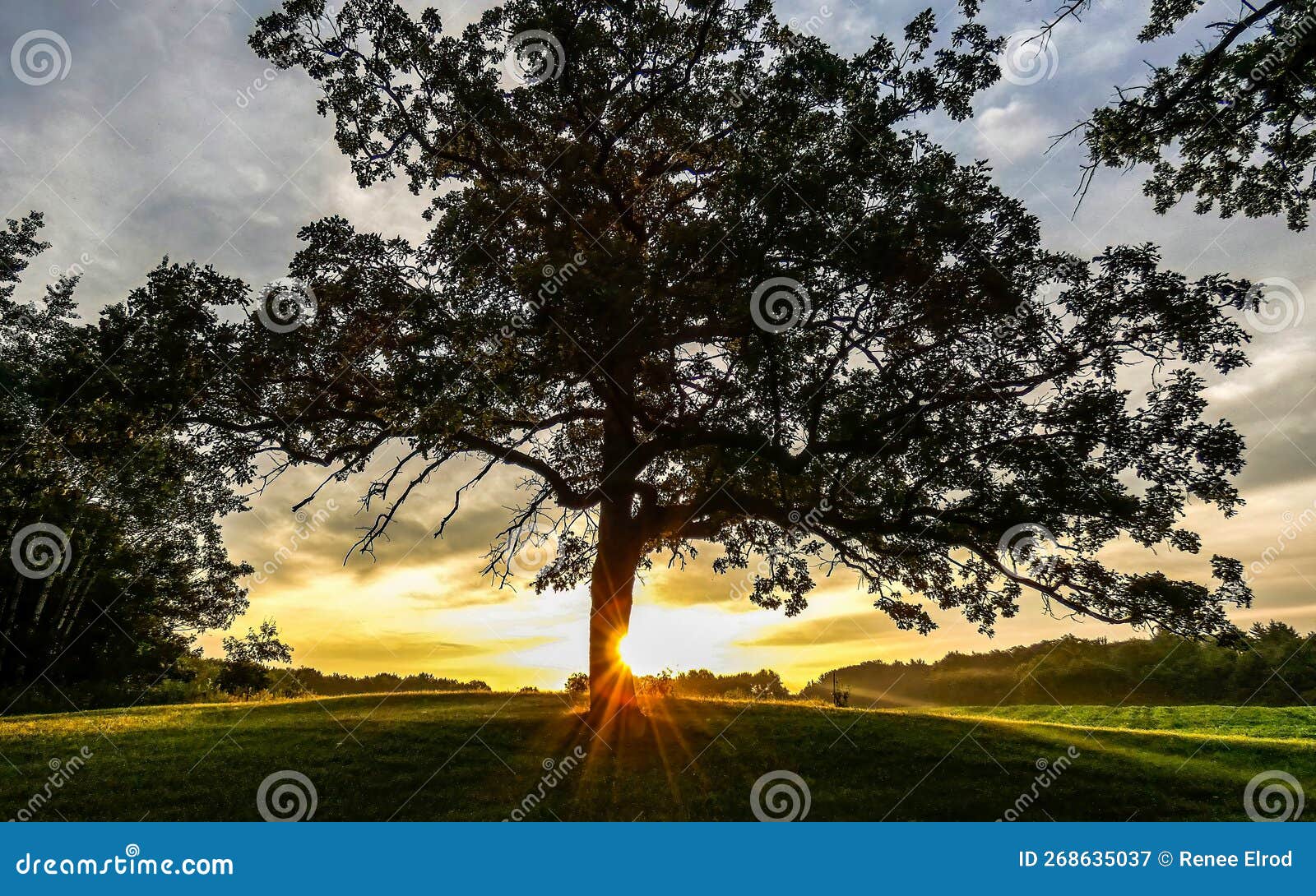 A Brilliant Sunrise Behind the Oak Tree. Bright Sun Shines on the Green ...