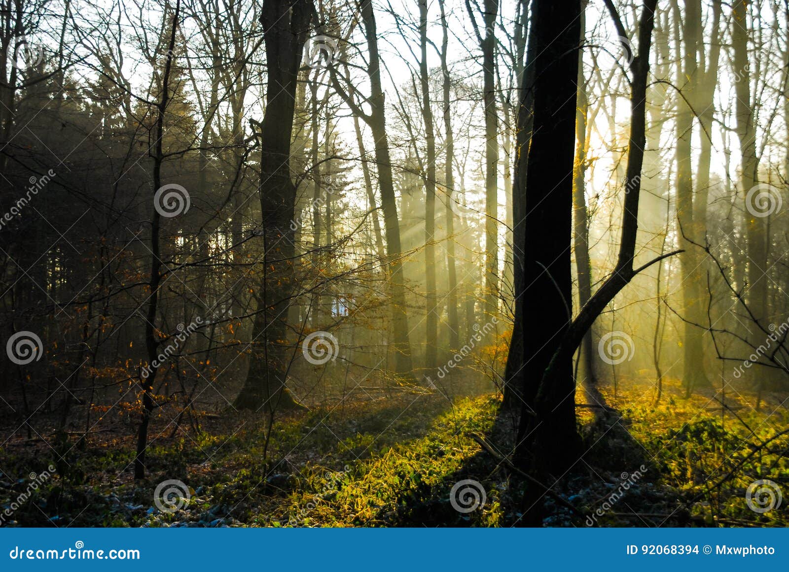 Sunrise Sunset in Forrest Winter No Leafs Cold Fog Sun Stock Photo ...