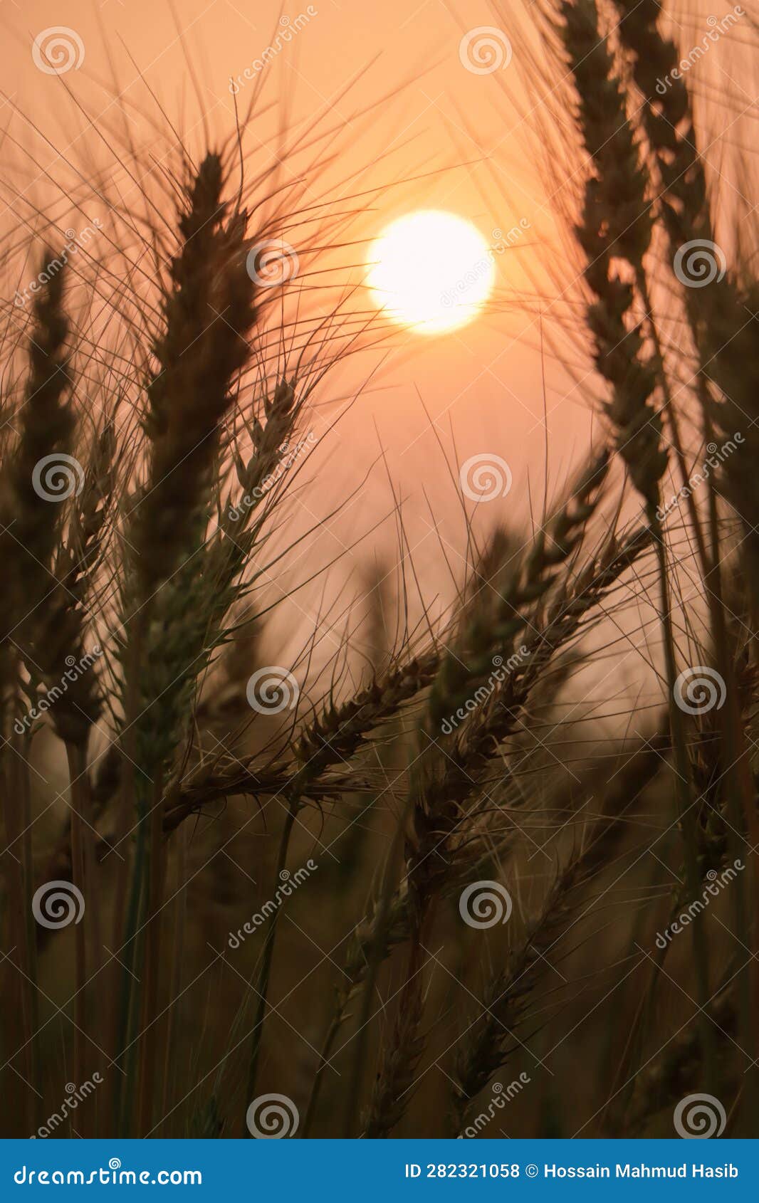 Sunrise or Sunset Over the Wheat Field Stock Photo - Image of ...