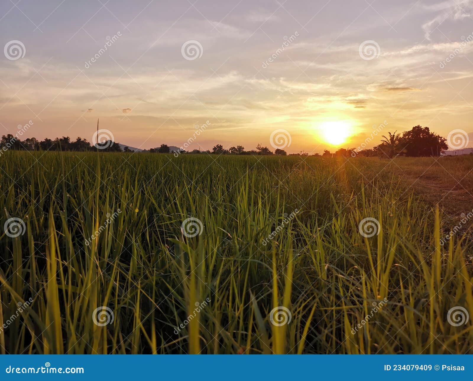 Sunrise Sunset at Rice Paddy Field Stock Image - Image of farmland ...