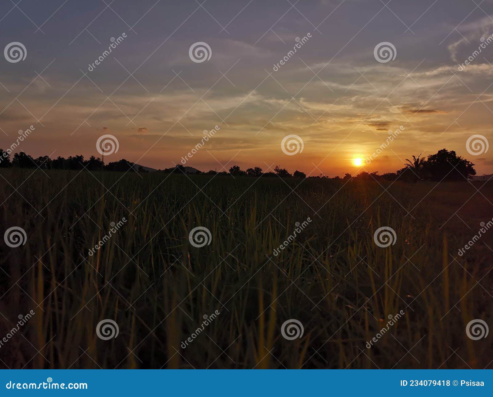 Sunrise Sunset at Rice Paddy Field Stock Photo - Image of field ...