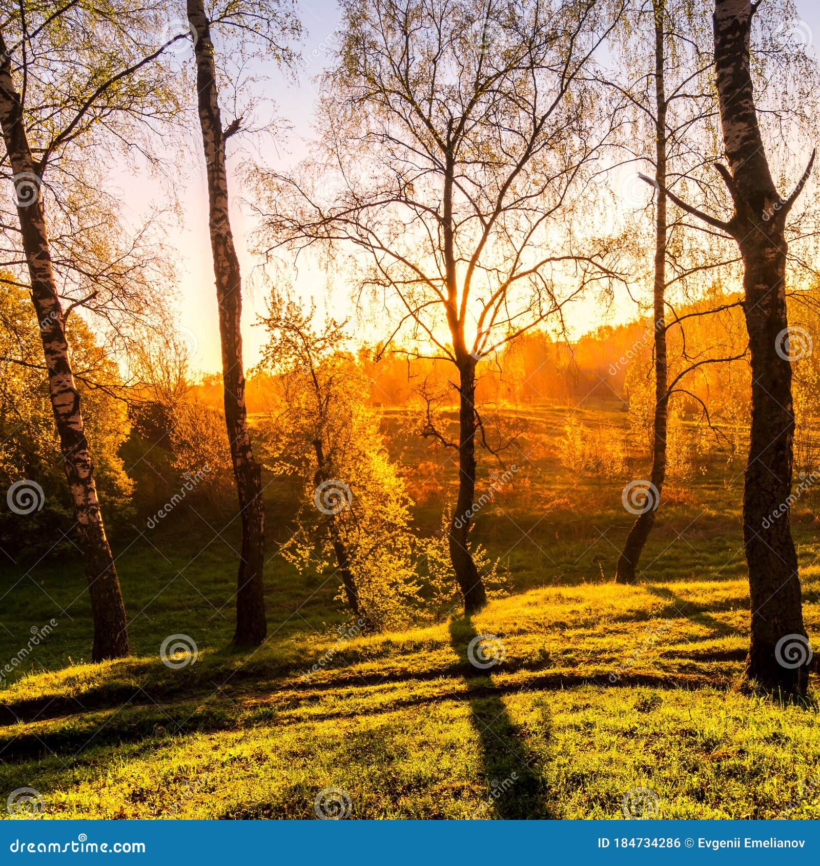 Sunrise or Sunset in a Spring Birch Forest with Rays of Sun Stock Photo ...