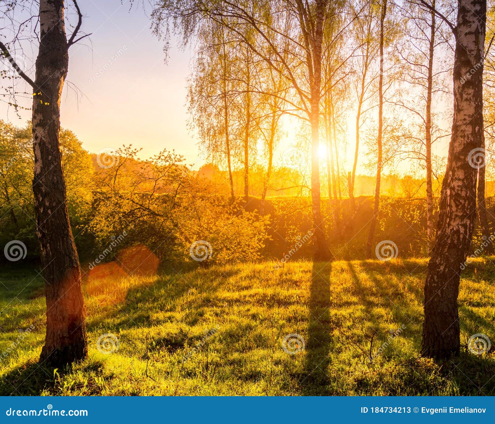 Sunrise or Sunset in a Spring Birch Forest with Rays of Sun Stock Image ...