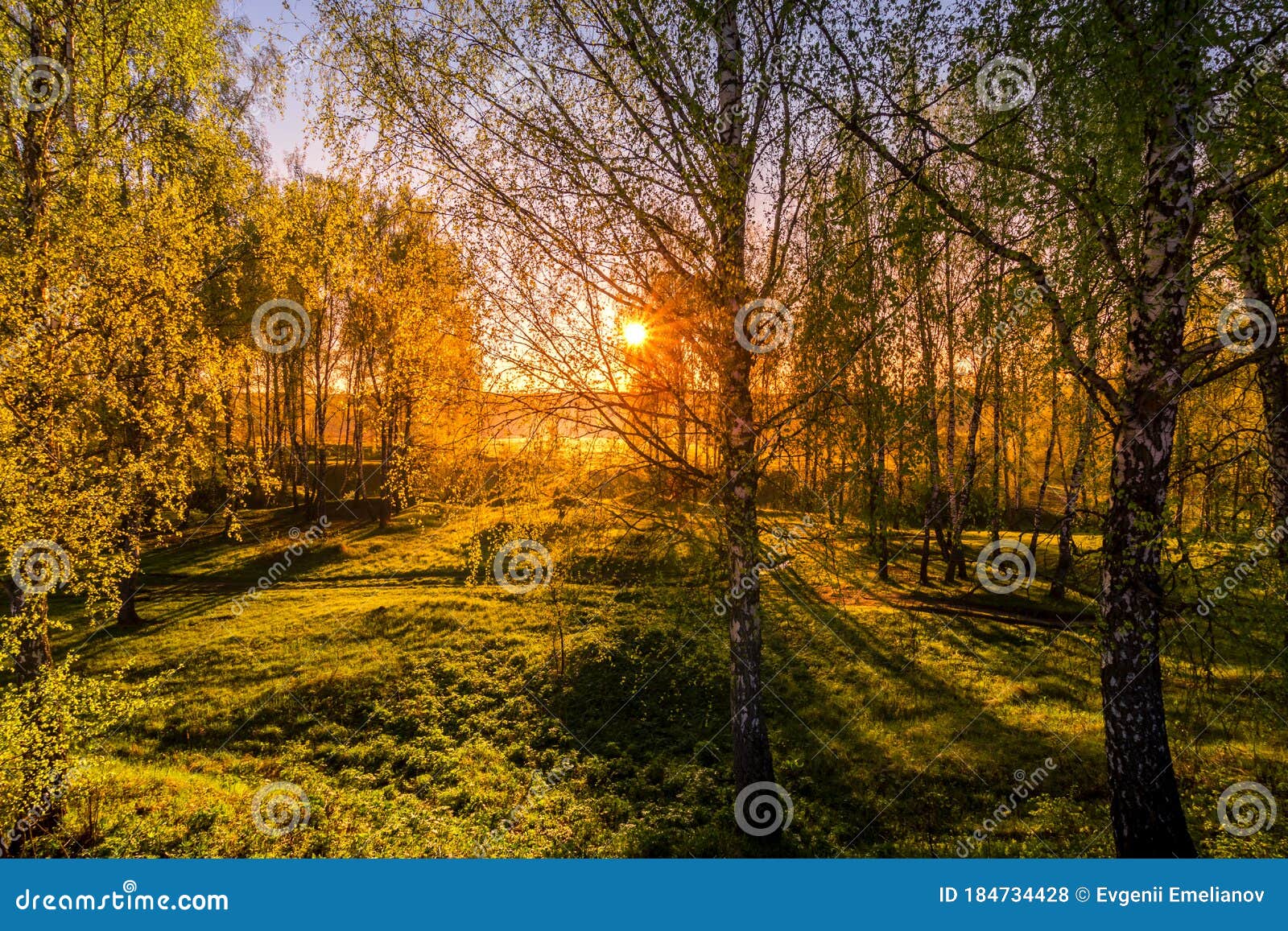 Sunrise or Sunset in a Spring Birch Forest with Rays of Sun Stock Photo ...