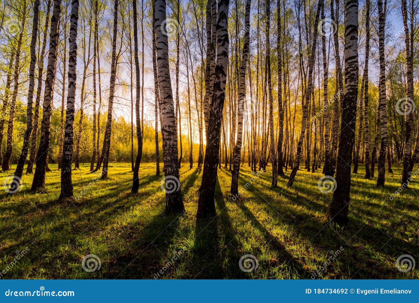 Sunrise or Sunset in a Spring Birch Forest with Rays of Sun Stock Photo ...