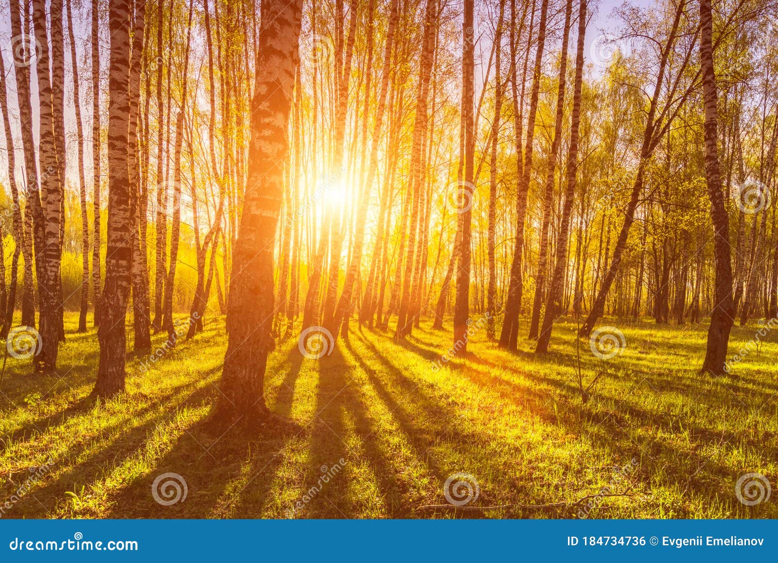 Sunrise or Sunset in a Spring Birch Forest with Rays of Sun Stock Photo ...
