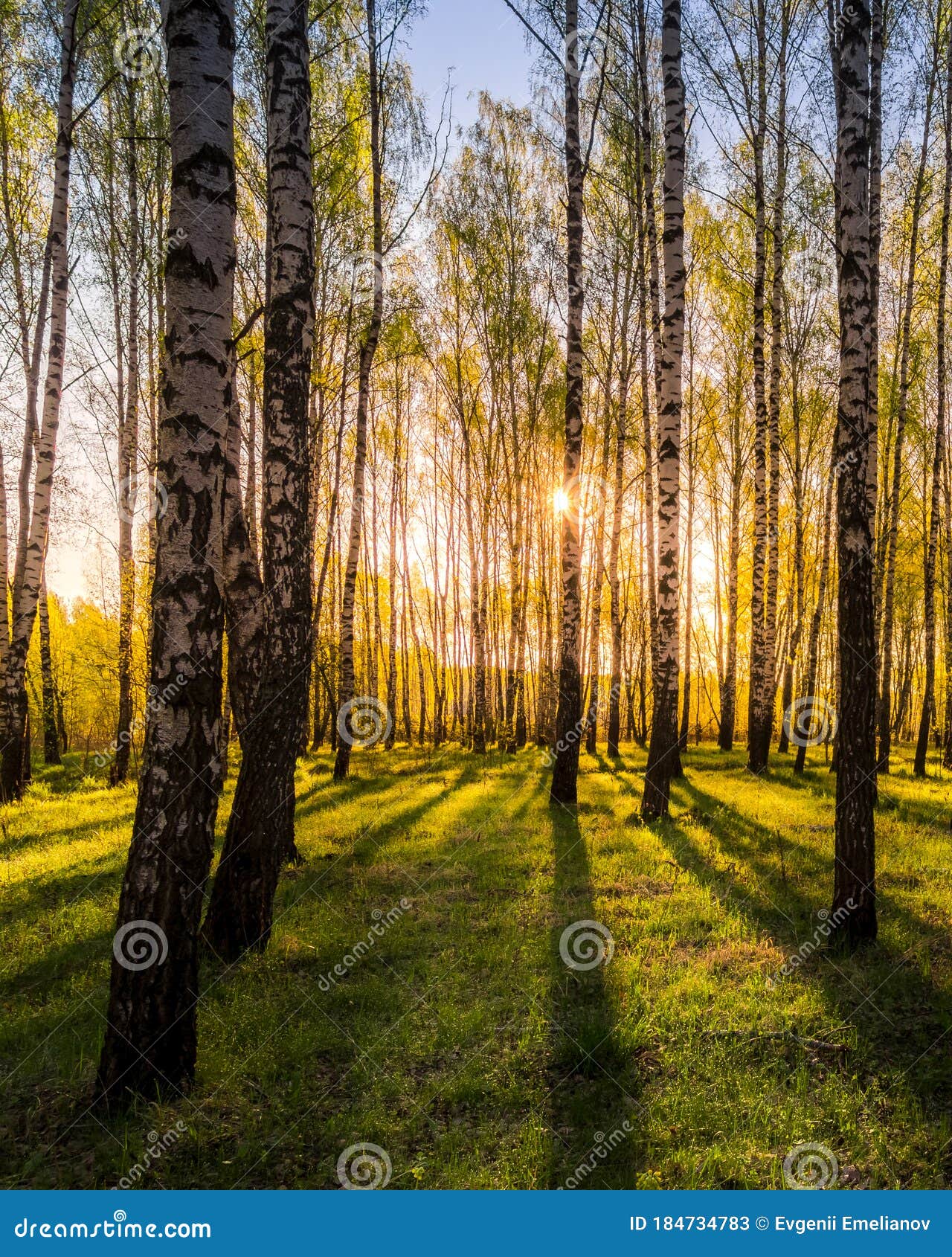 Sunrise or Sunset in a Spring Birch Forest with Rays of Sun Stock Image ...