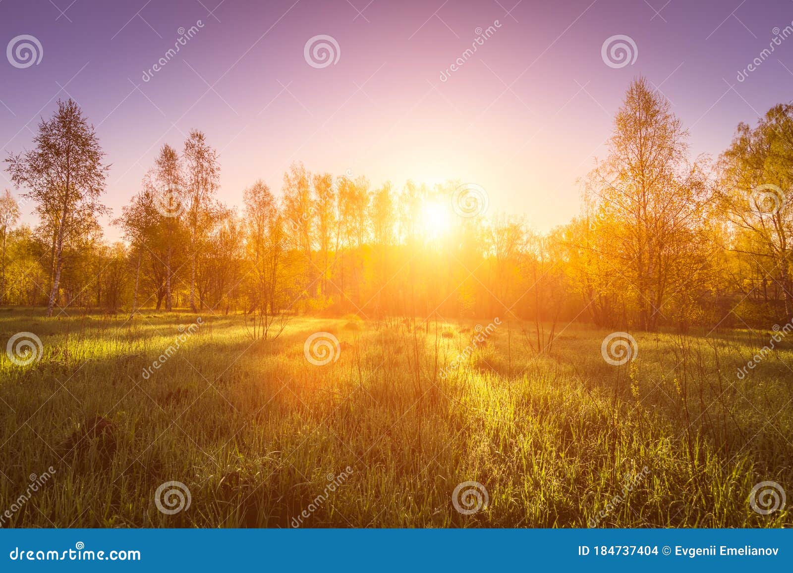 Sunrise or Sunset in a Spring Field with Green Grass Stock Photo ...