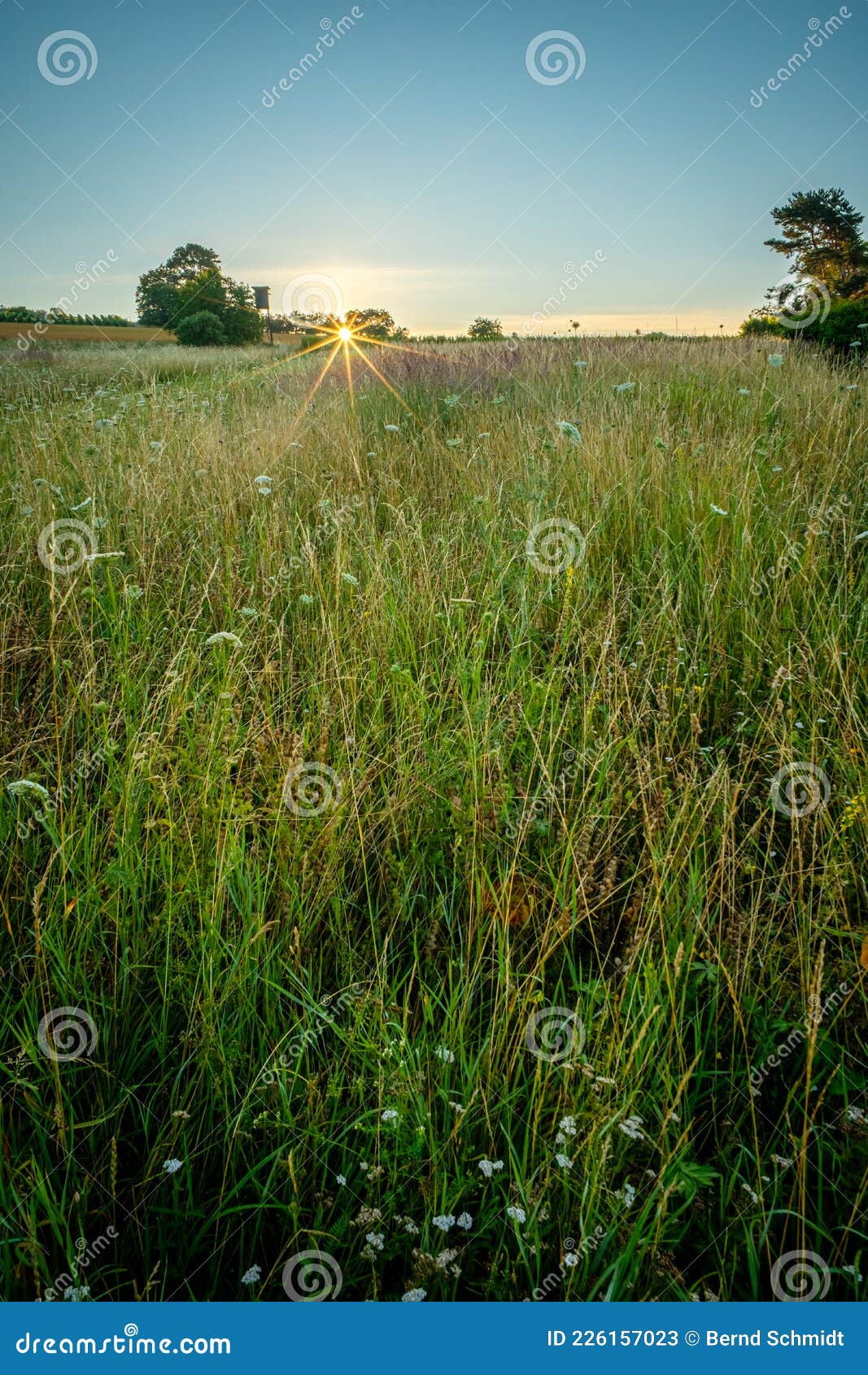 Sunrise Sunstar Over Green Meadow in Vertical Format Stock Image ...