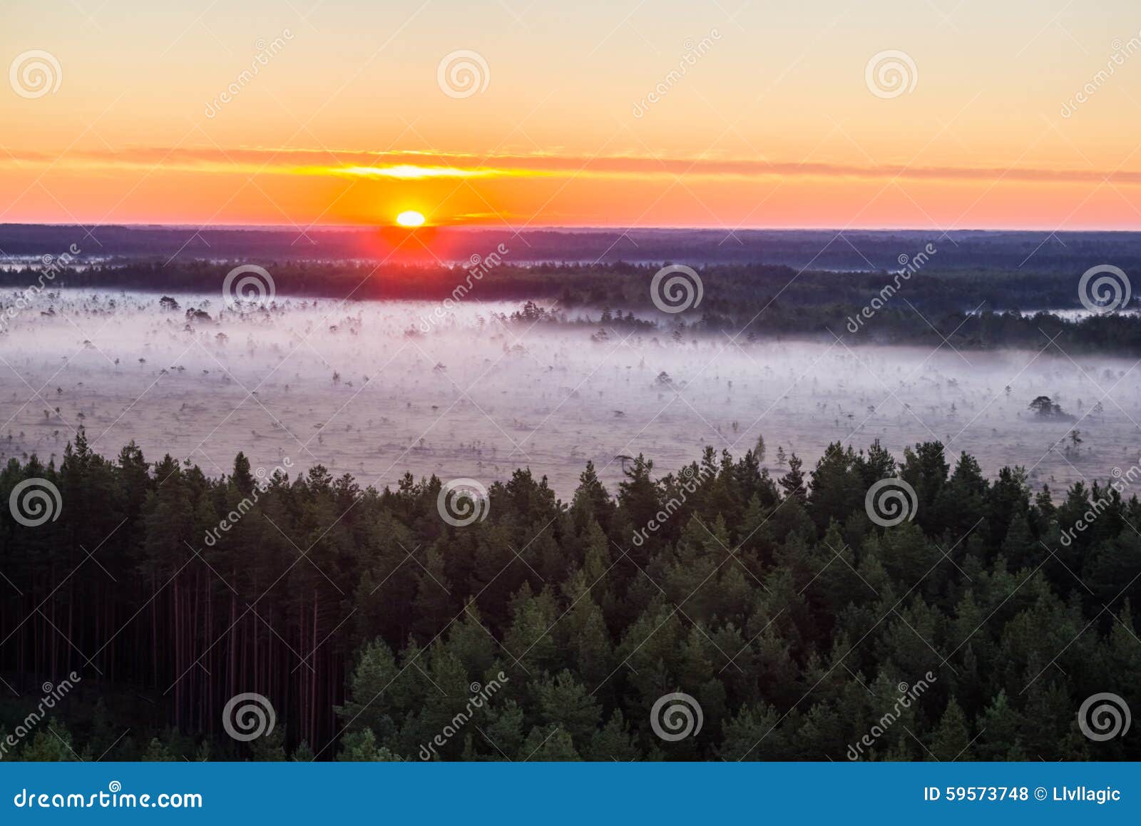Sunrise in the swamp stock photo. Image of yellow, estonia - 59573748