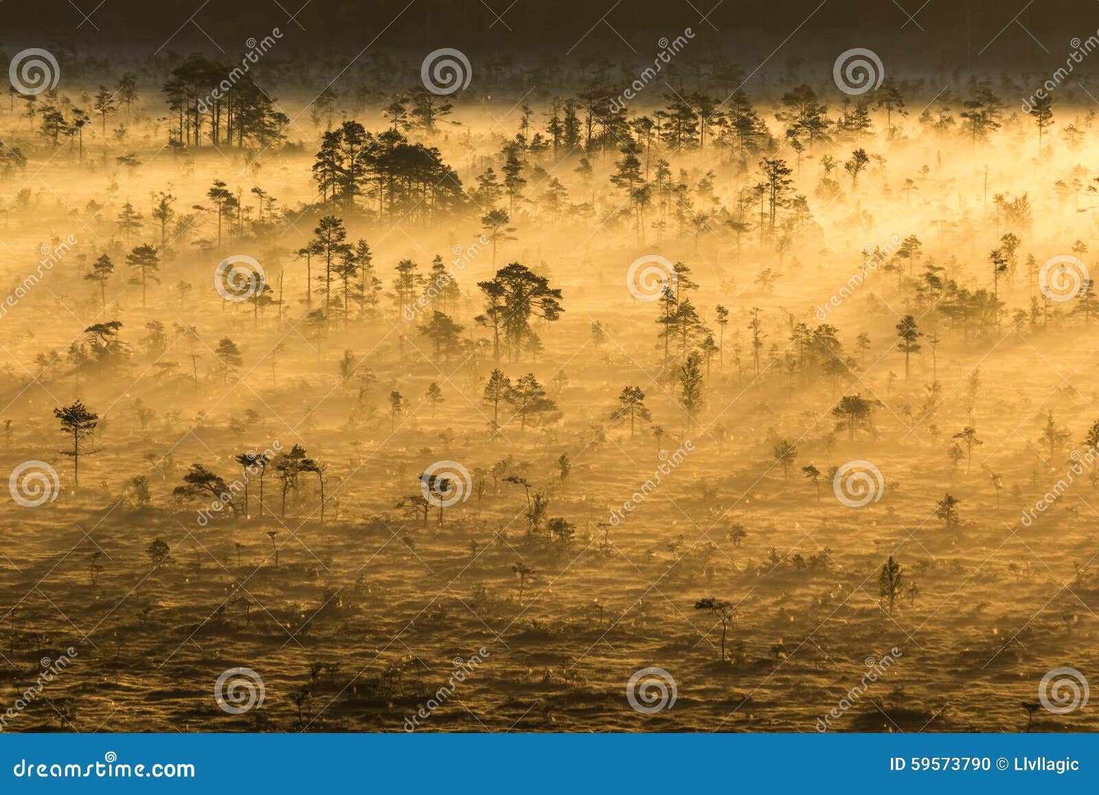 Sunrise in the swamp stock photo. Image of summer, sunbeam - 59573790