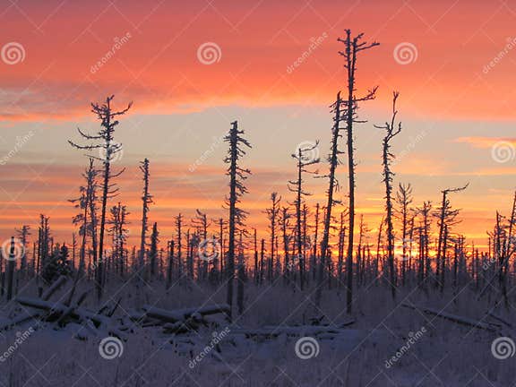 Sunrise in taiga stock photo. Image of breakage, slope - 2706930