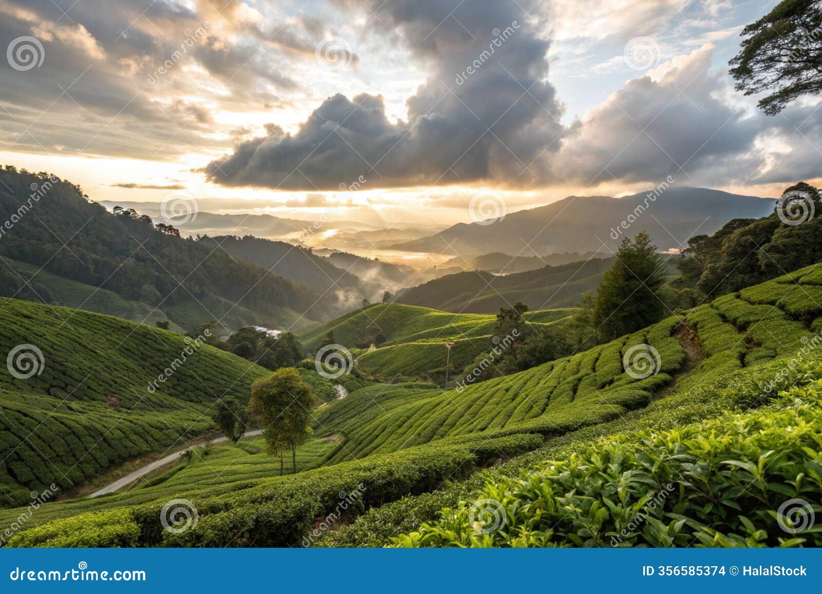Sunrise at Tea Farm in Cameron Highlands Stock Illustration ...