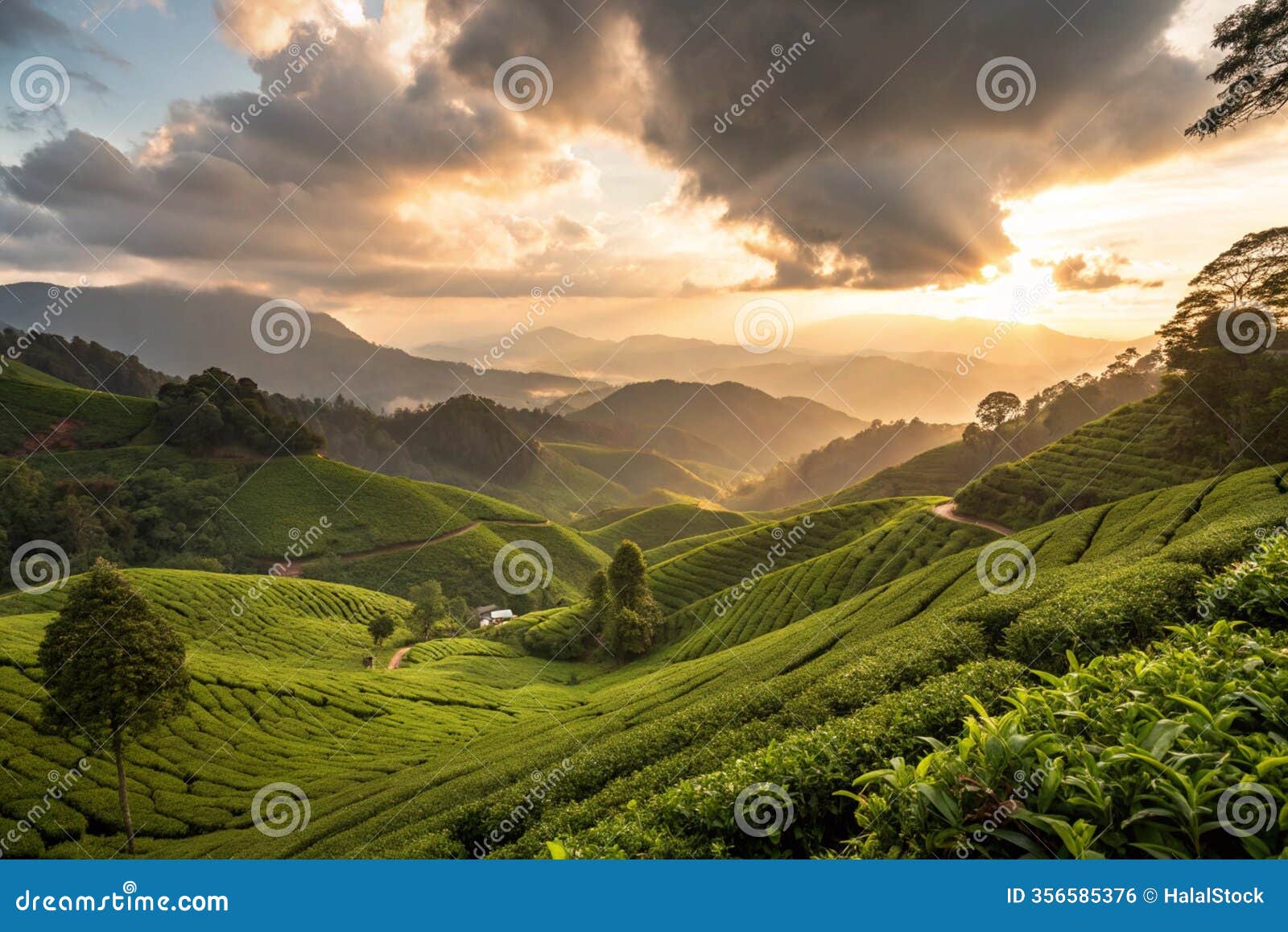 Sunrise at Tea Farm in Cameron Highlands Stock Illustration ...