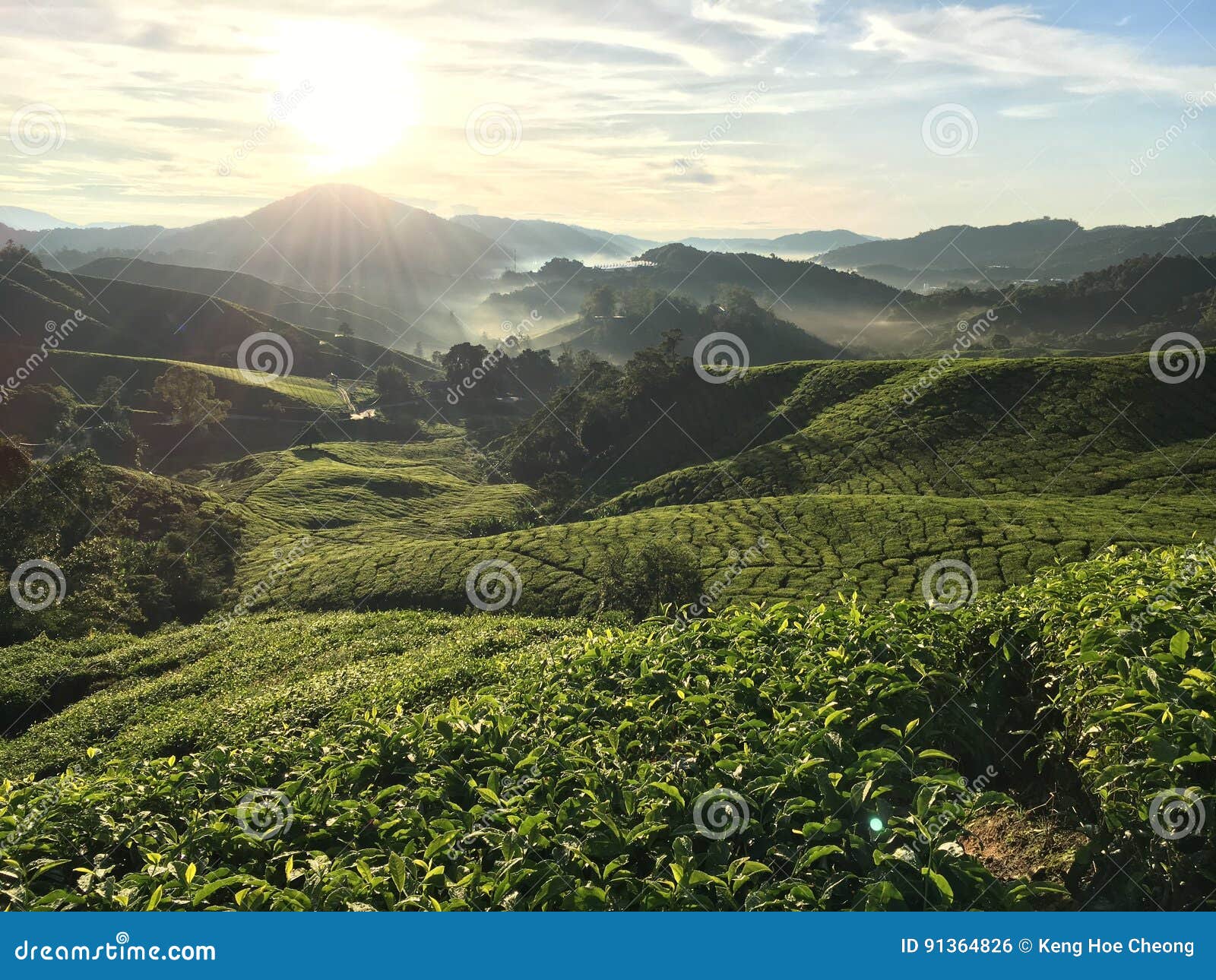 Sunrise at tea plantation editorial photo. Image of warm - 91364826