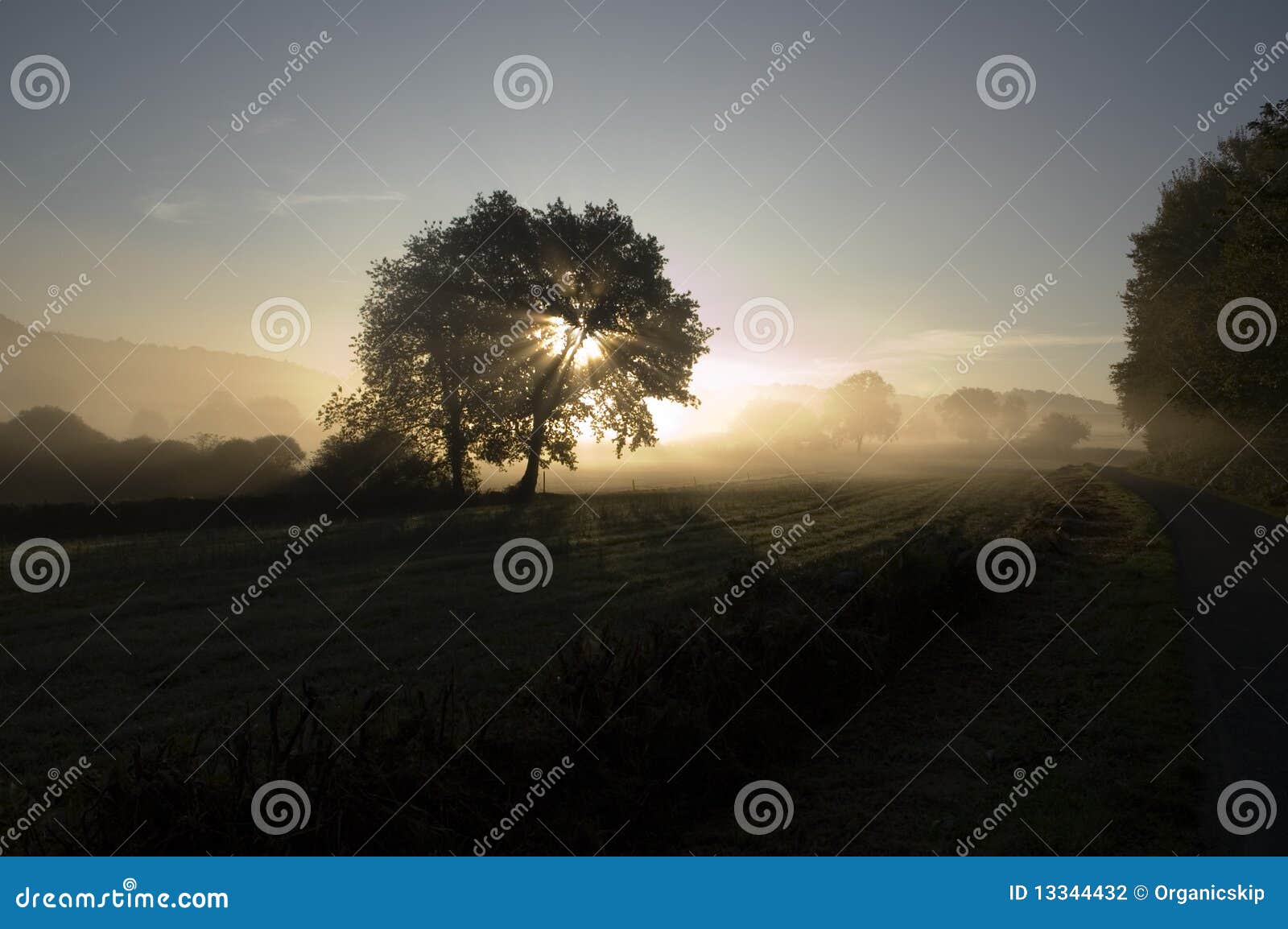 Sunrise with tree stock photo. Image of early, sunrise - 13344432