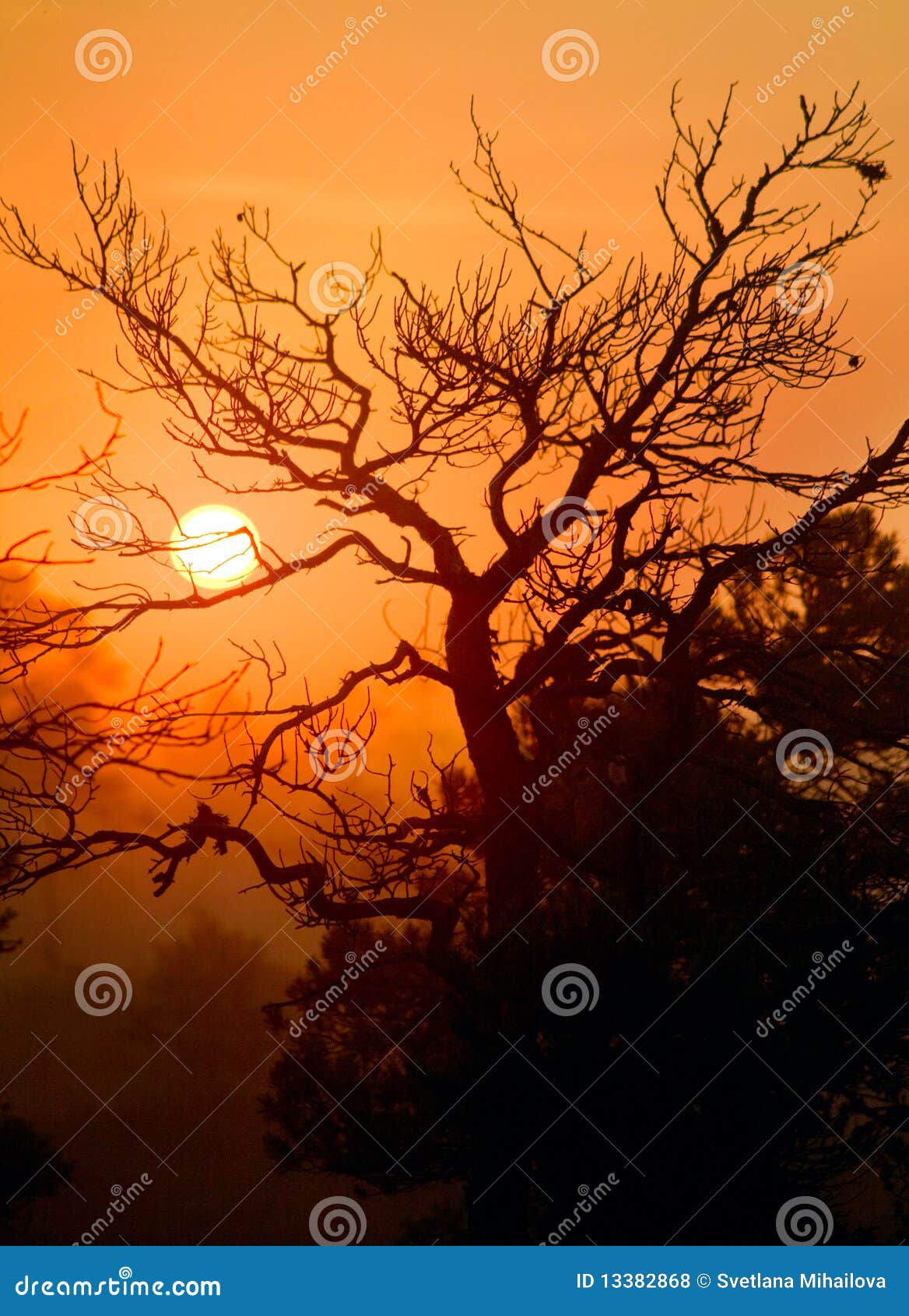 Sunrise through a tree stock photo. Image of branchy - 13382868