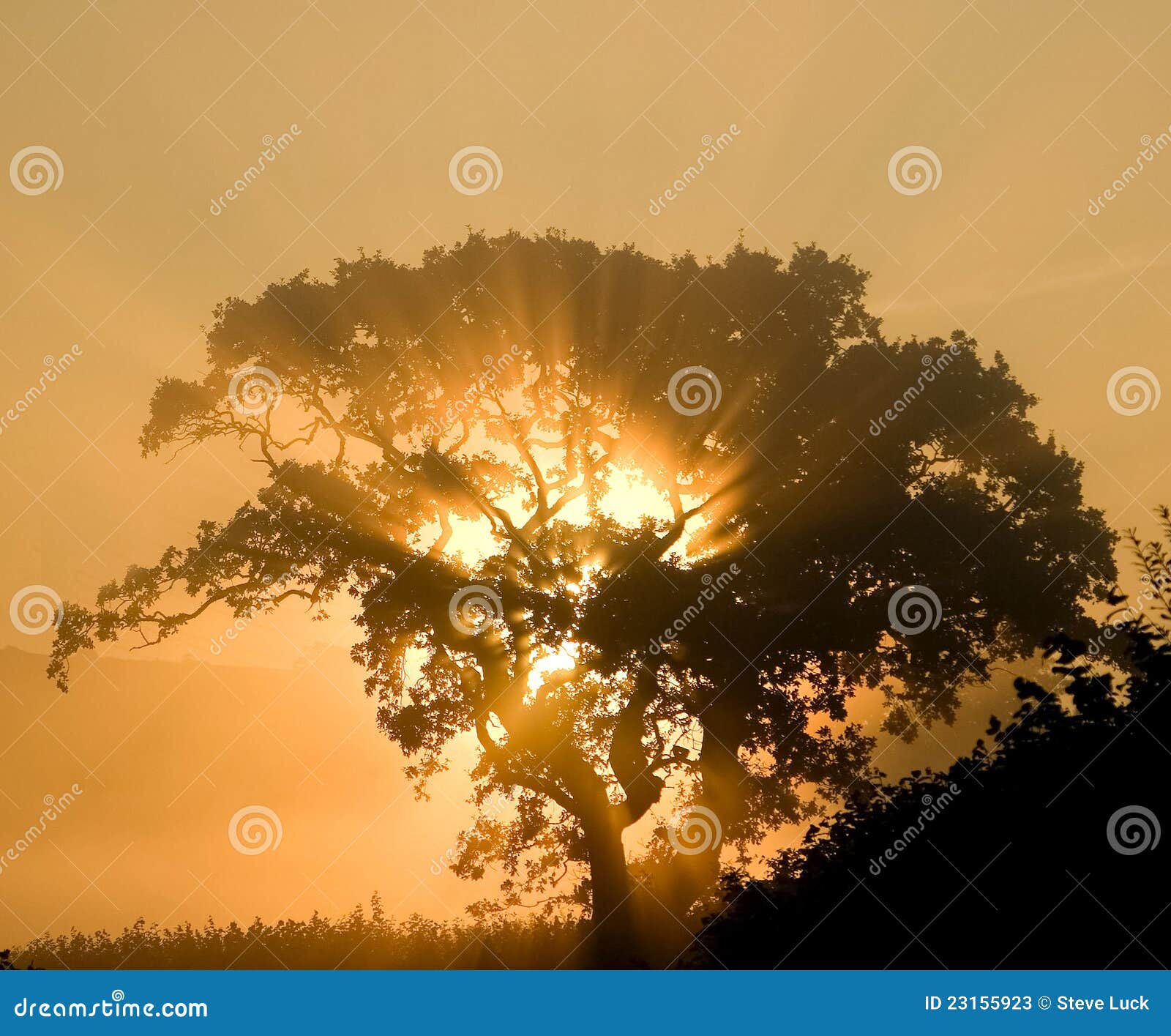 Sunrise Tree stock image. Image of shining, summer, tree - 23155923