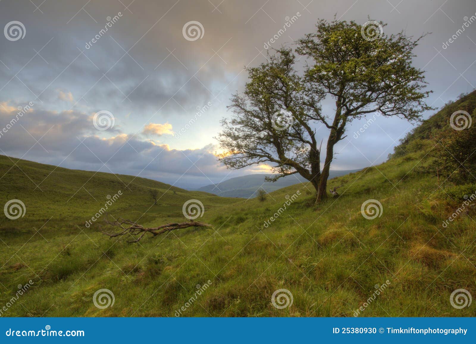 Sunrise Tree stock photo. Image of morning, stream, wales - 25380930