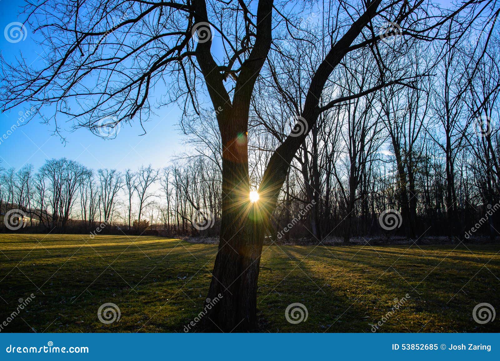 Sunrise through tree stock image. Image of tree, green - 53852685