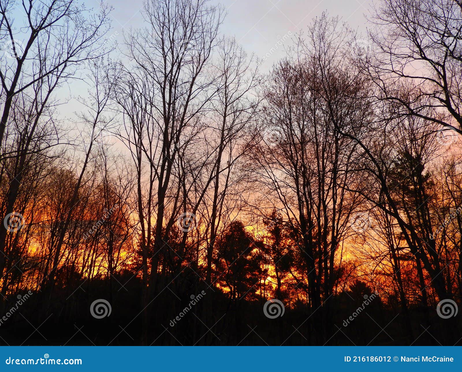 Fiery Colored Sunrise Daybreak through Spring Tree Line Stock Photo ...