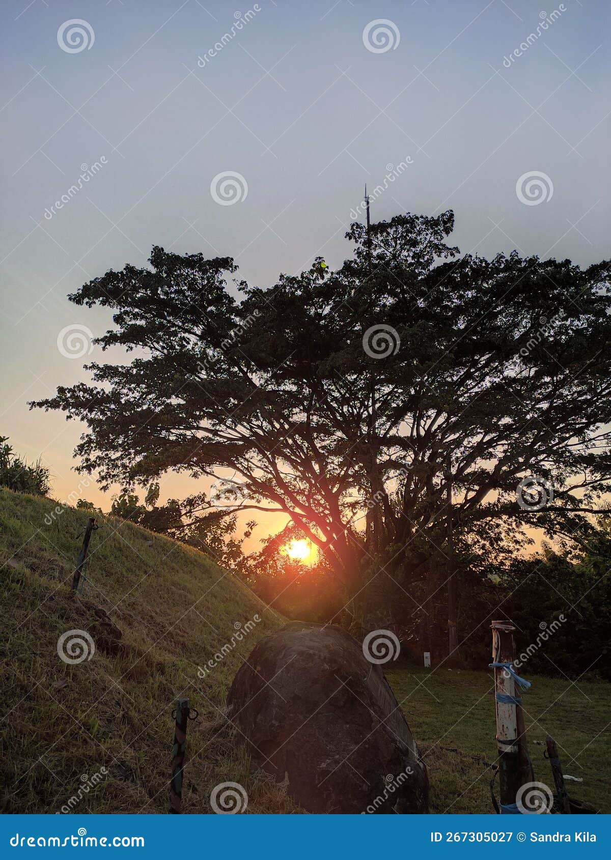 Sunrise and Tree at Mountains Stock Image - Image of plant, tree: 267305027