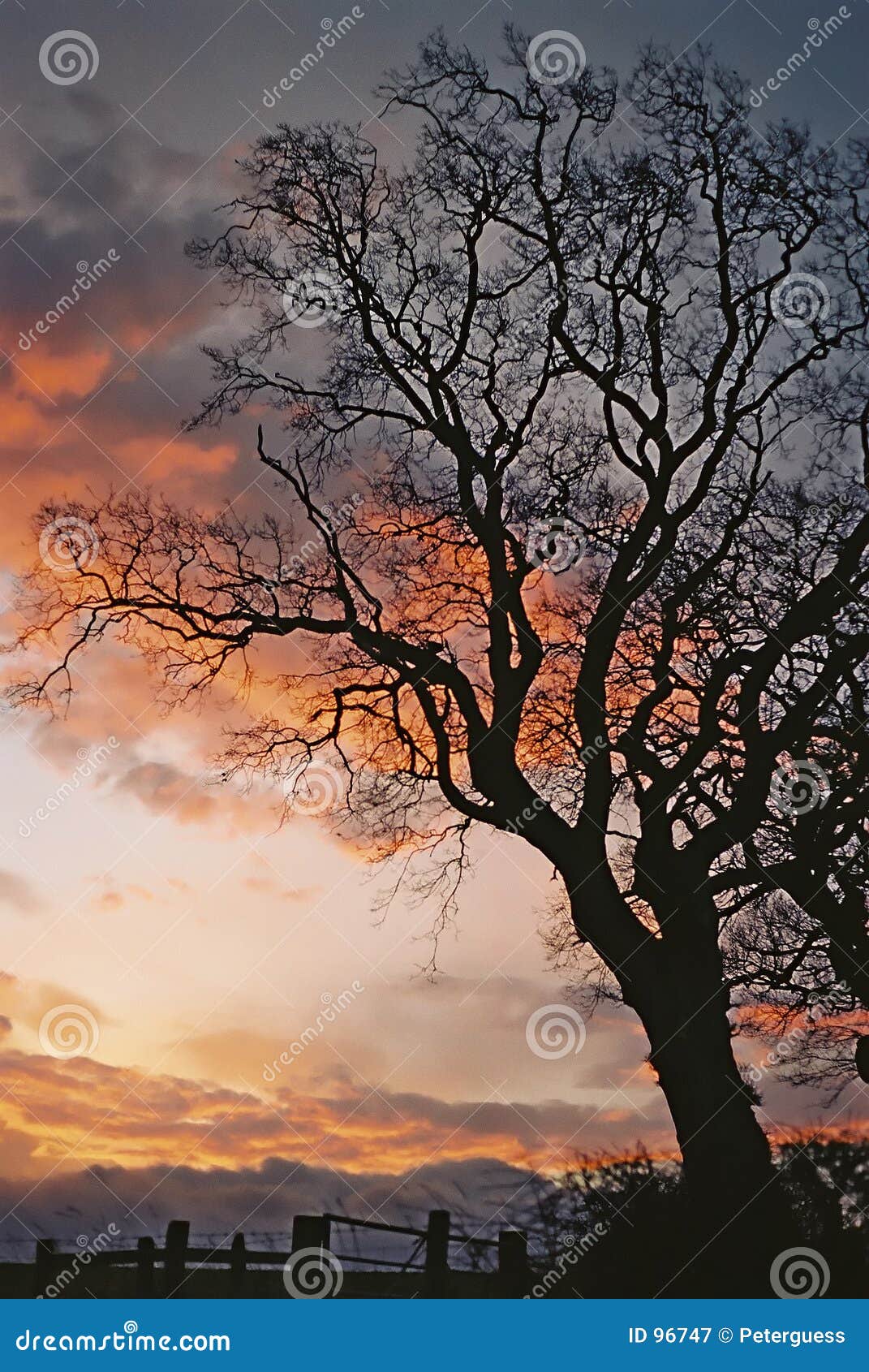 Sunrise Tree Silhouette stock image. Image of artistic, light - 96747