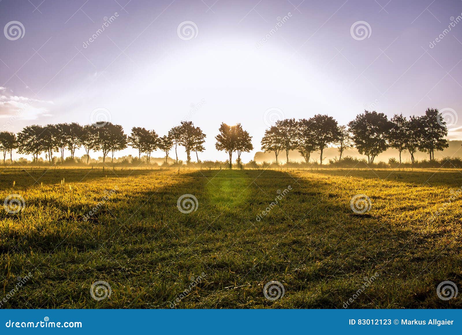 Sunrise Treeline stock image. Image of tree, rising, back - 83012123