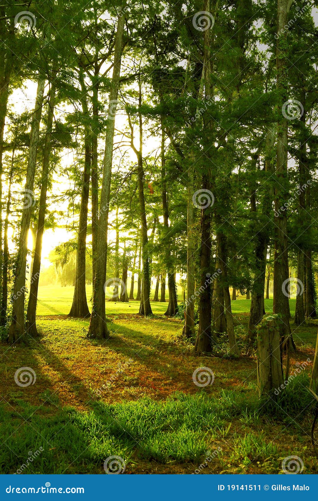 Sunrise through the Trees stock image. Image of florida - 19141511