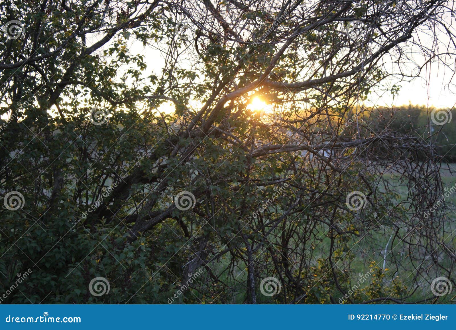 Sunrise through the trees stock photo. Image of tree - 92214770
