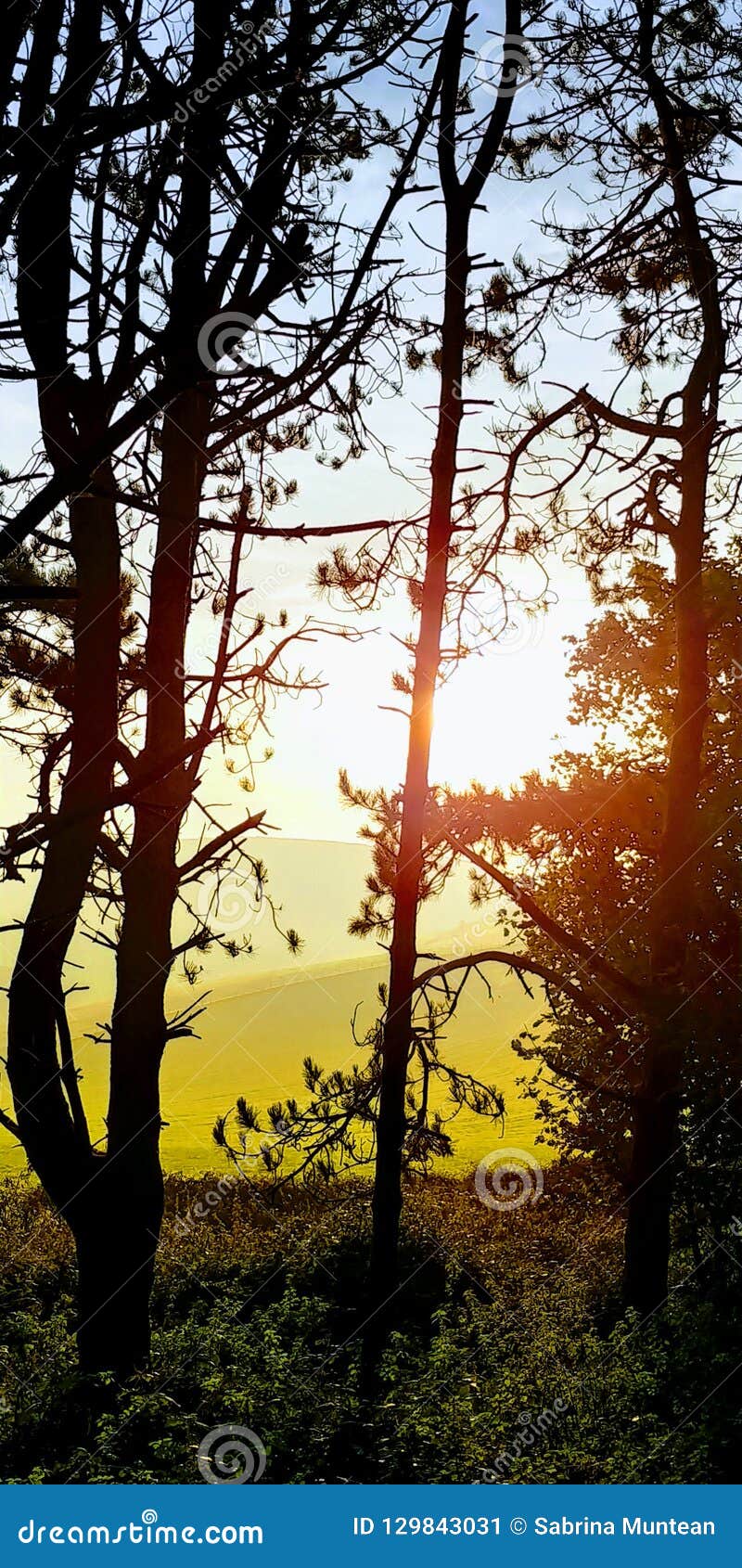 Sunrise through the trees stock image. Image of trees - 129843031