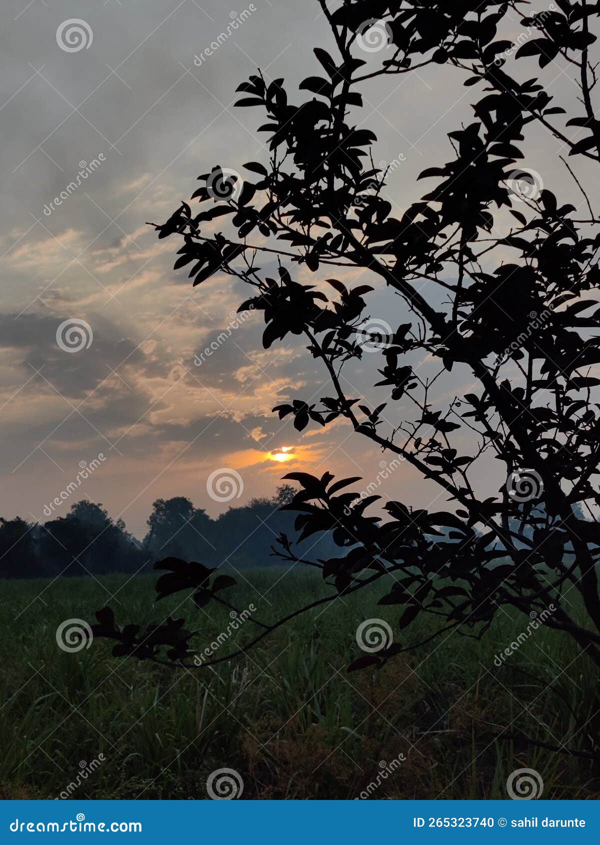 Sunrise trees farm stock photo. Image of autumn, sunlight - 265323740