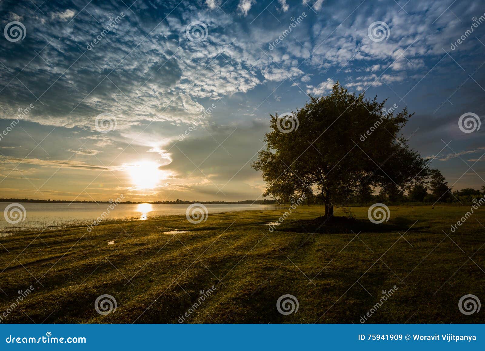 Sunrise, trees and grass stock image. Image of energy - 75941909