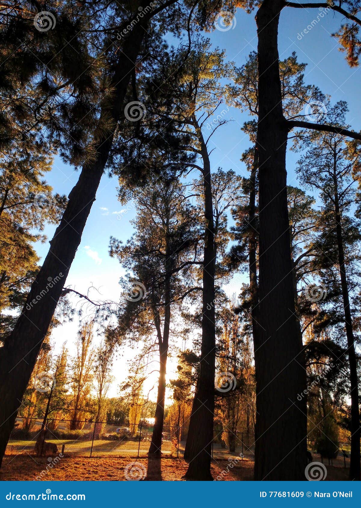 Sunrise through the trees stock image. Image of blue - 77681609