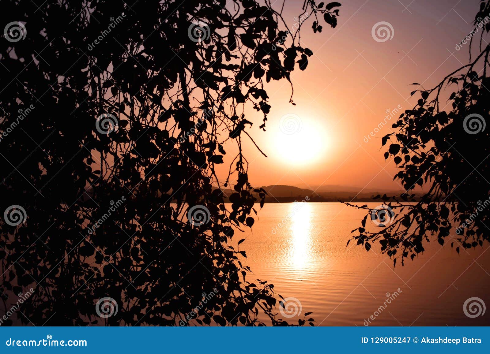 SUNRISE between the TREES in MORNING SUMMERS Stock Image - Image of ...
