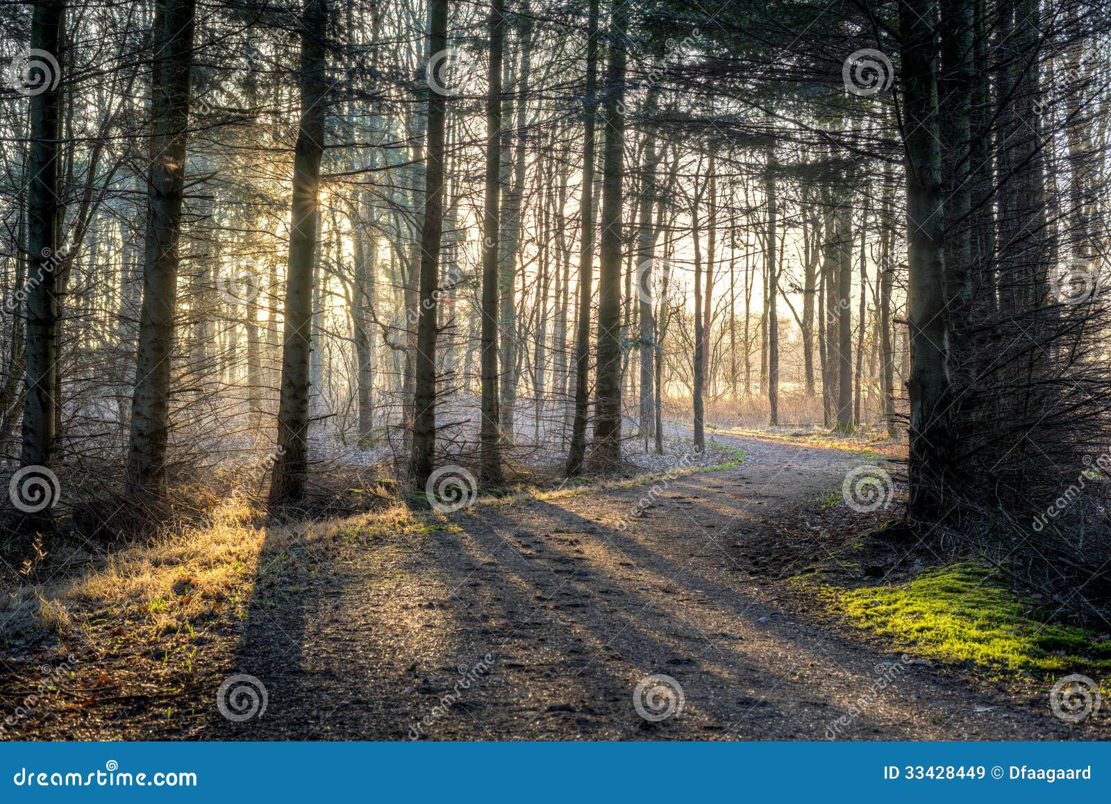 Sunrise through the trees stock image. Image of sunlight - 33428449