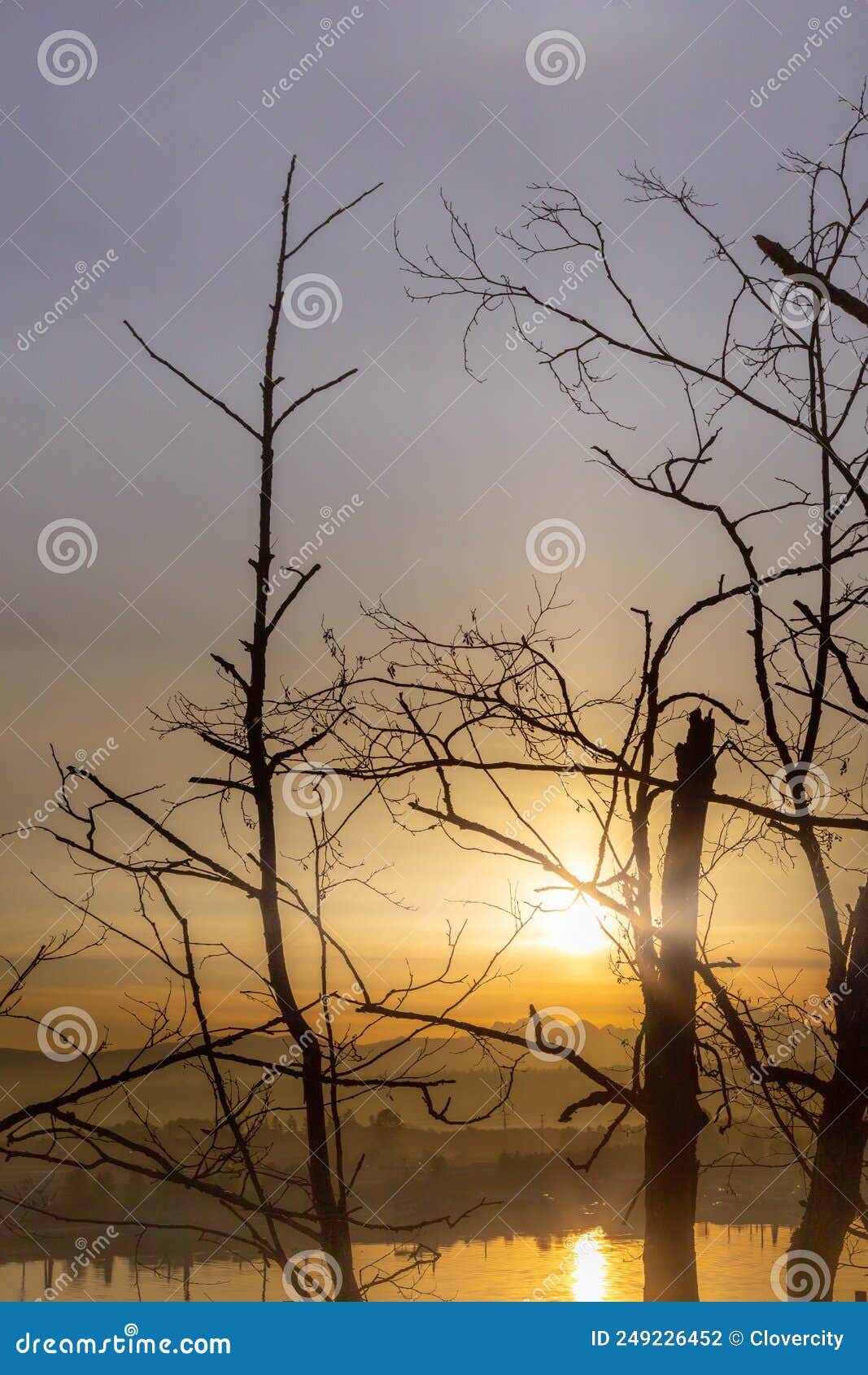Sunrise through trees stock photo. Image of scene, gardner - 249226452