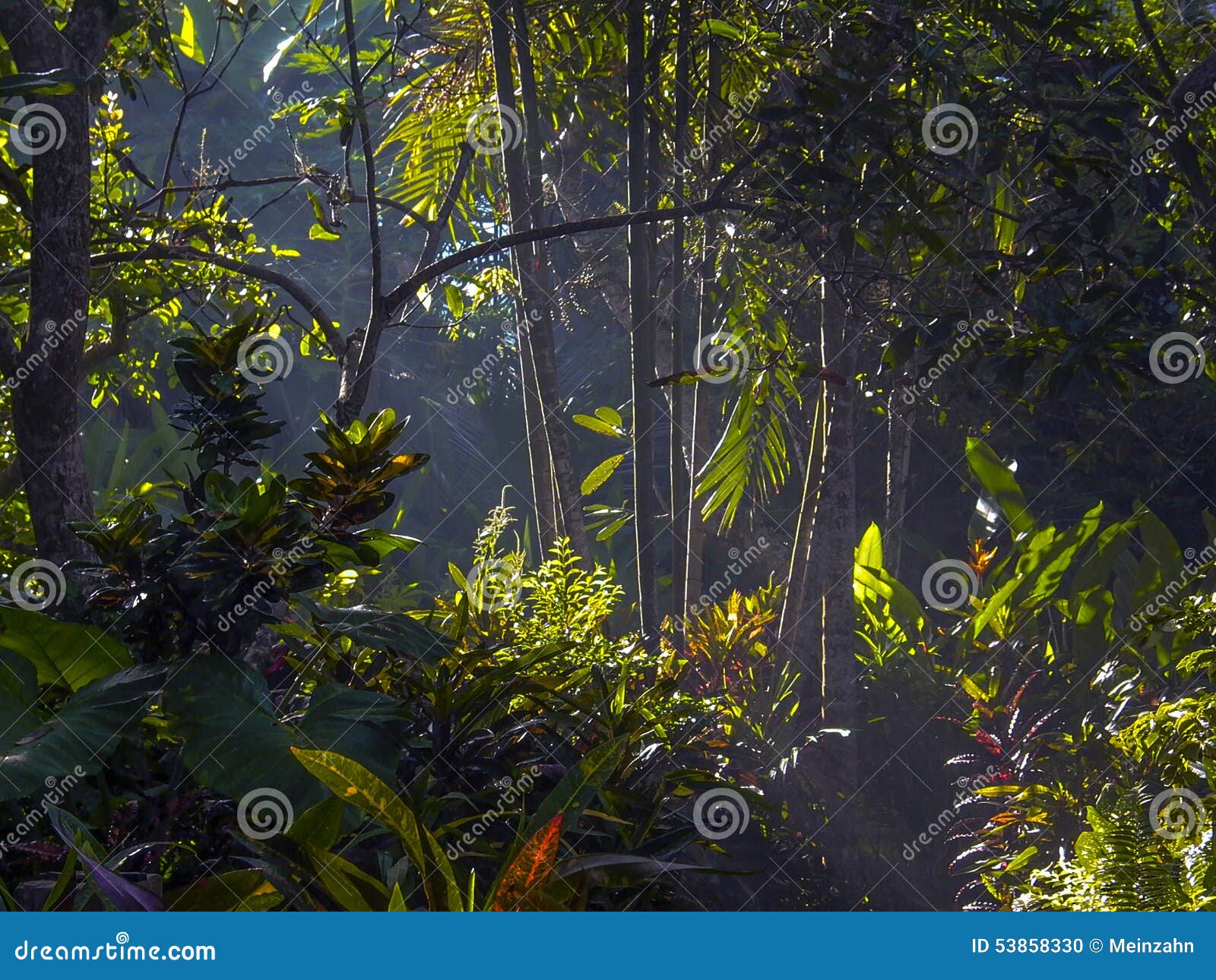 Sunrise in Ubud in the Bamboo and Palm Trees Stock Photo - Image of ...