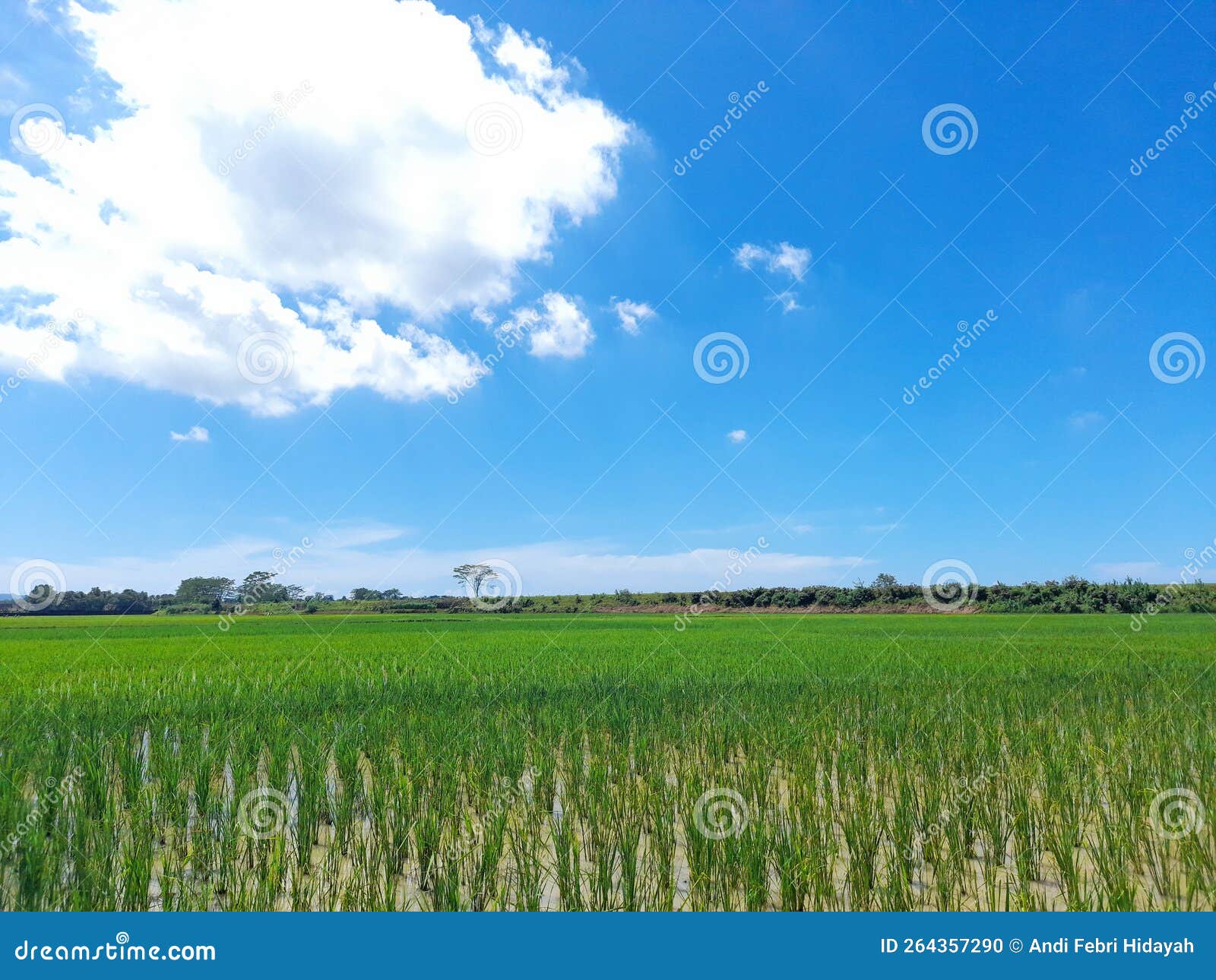 Sunrise. View of Fresh Green Rice Fields and Plants Against a Beautiful ...