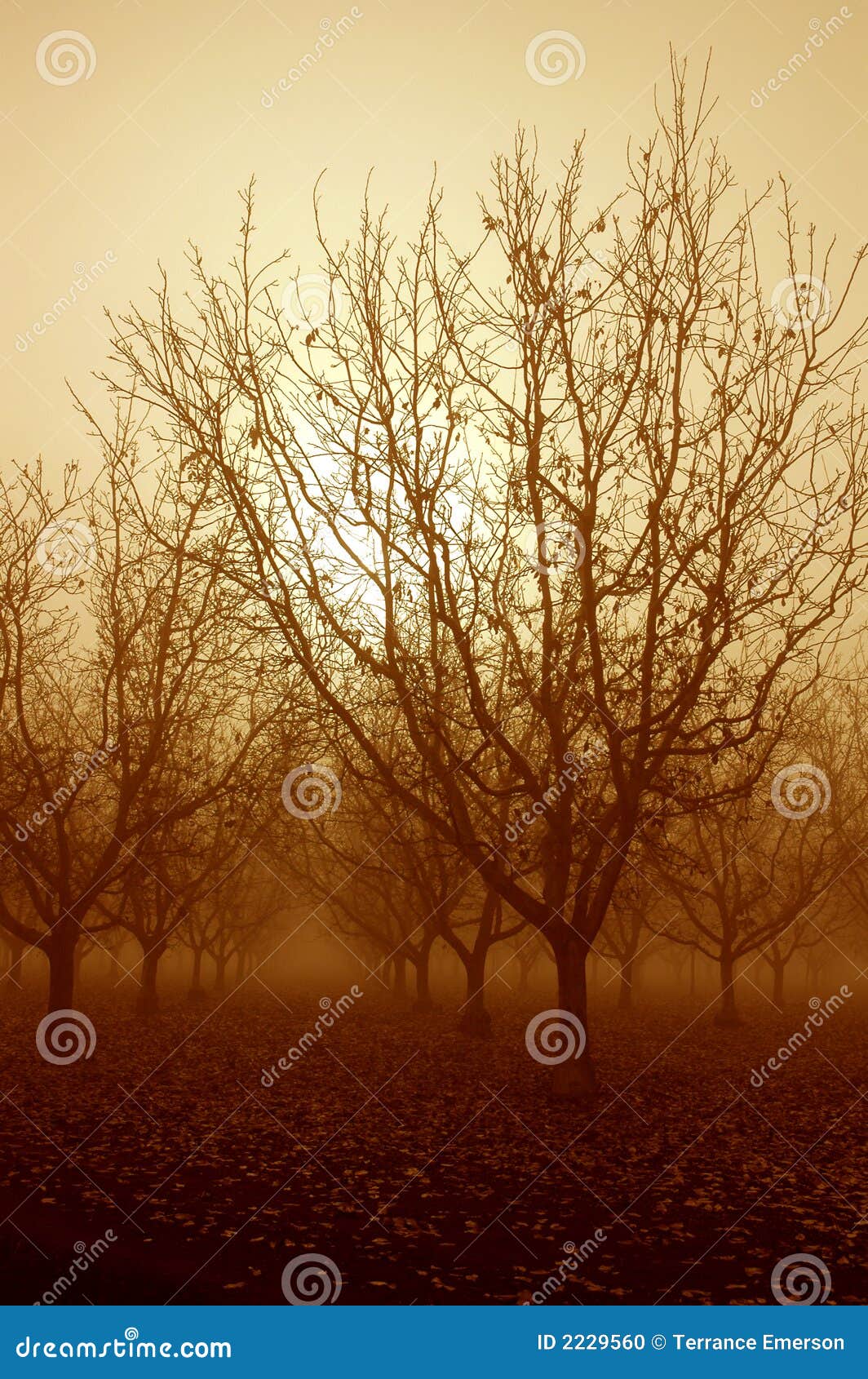 Walnut Trees In Autumnal Park, Large Detailed Vertical Landscaped ...