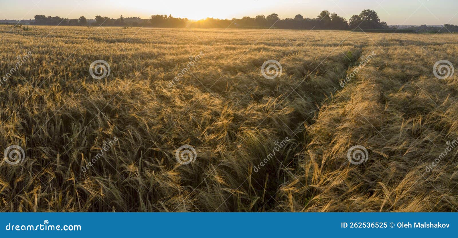 Sunrise on a wheat field stock image. Image of nature - 262536525