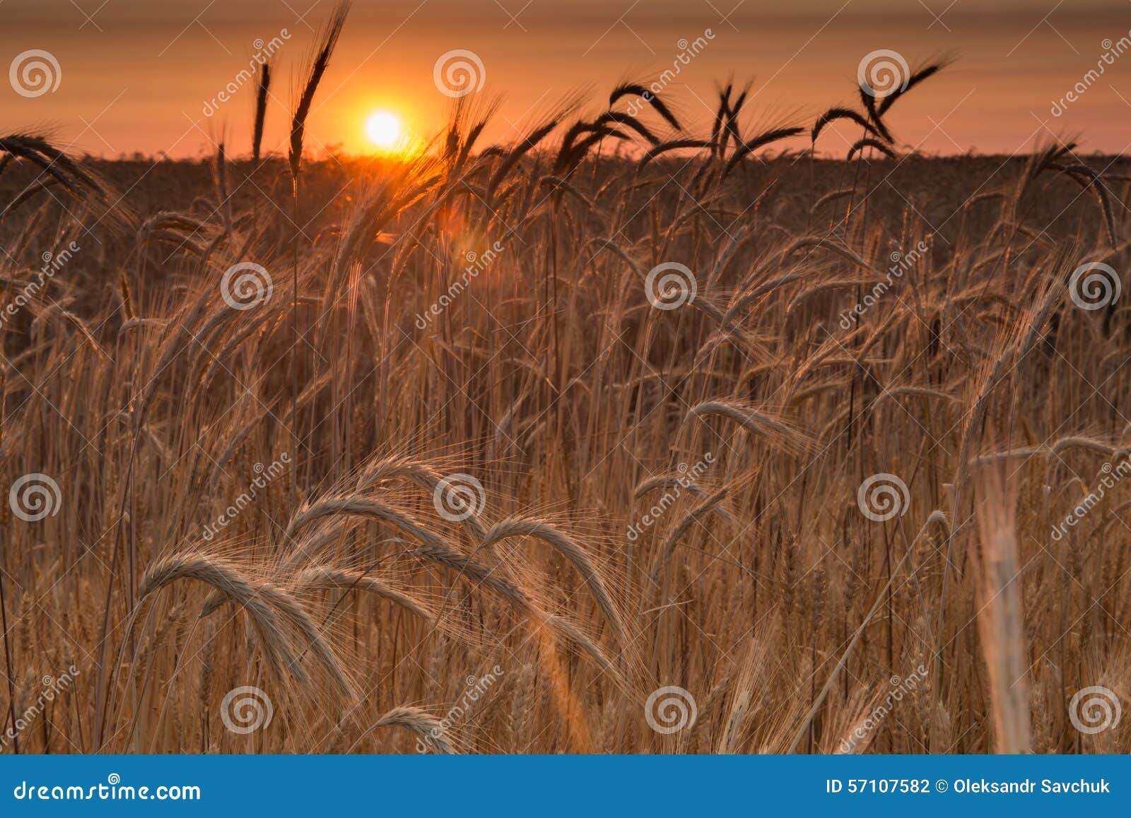 Sunrise in the wheat field stock photo. Image of ripe - 57107582