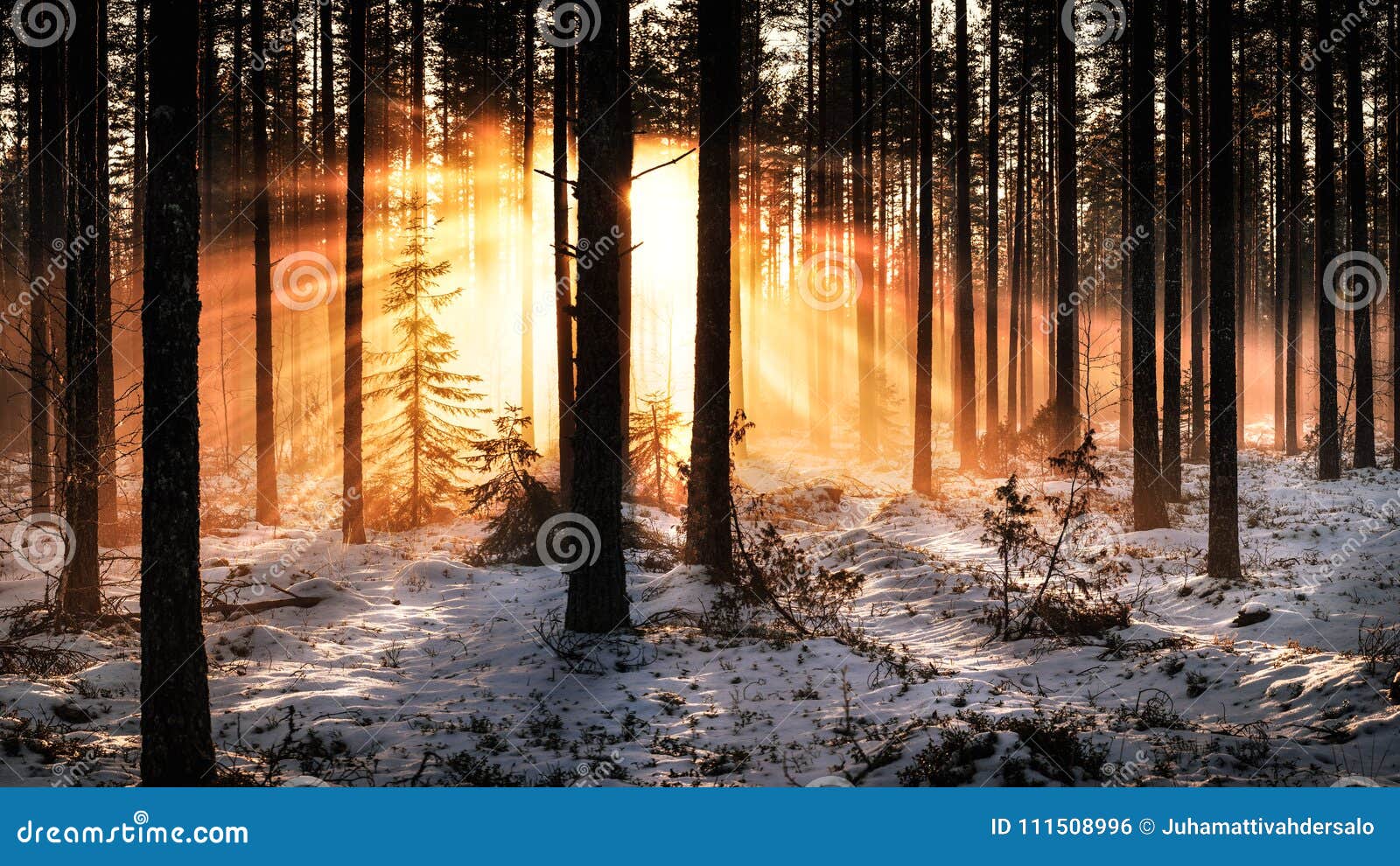 Sunlight Coming through of Tree in the Forest Stock Photo - Image of ...
