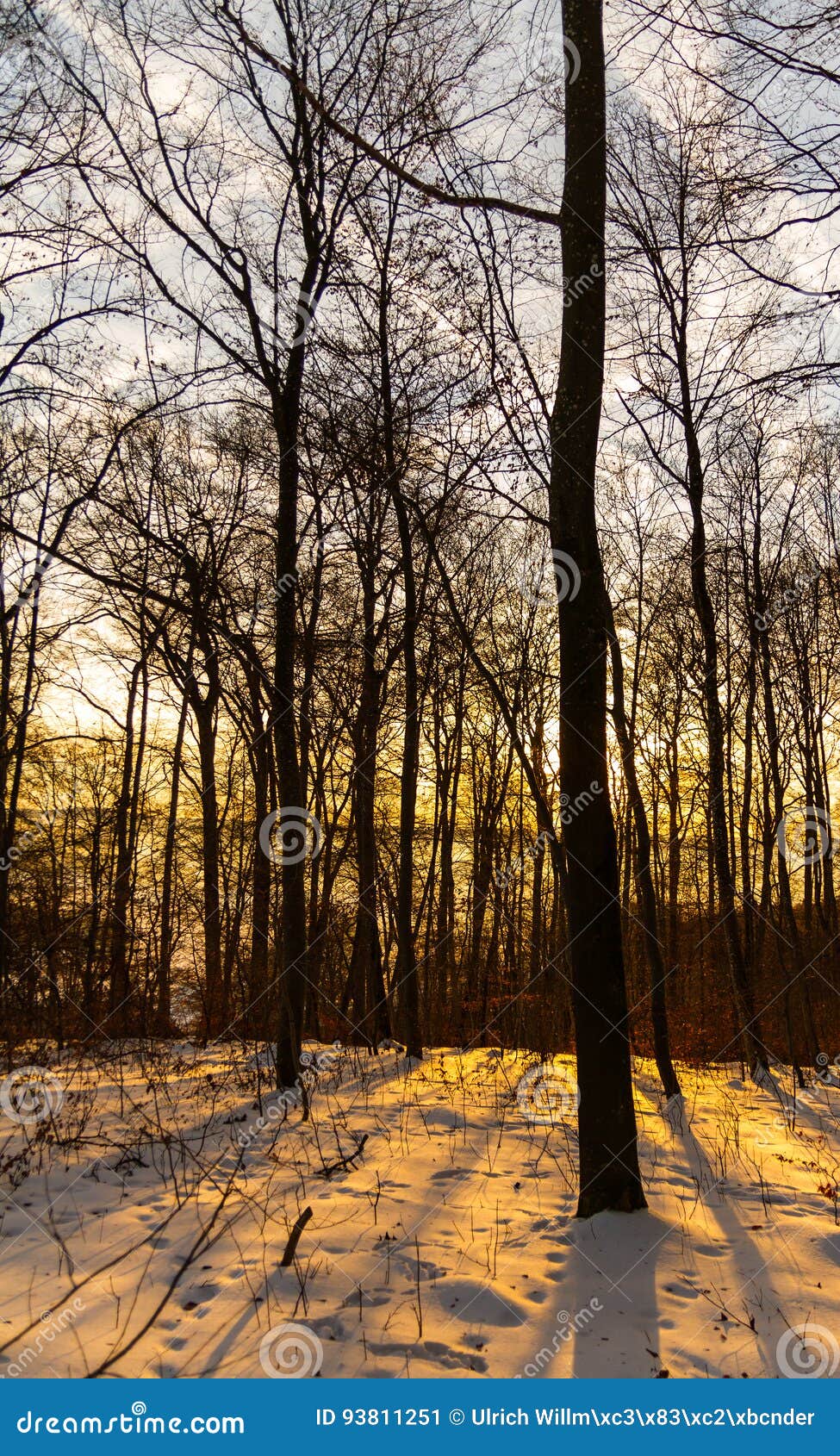 Sunrise in winter forest stock image. Image of branches - 93811251