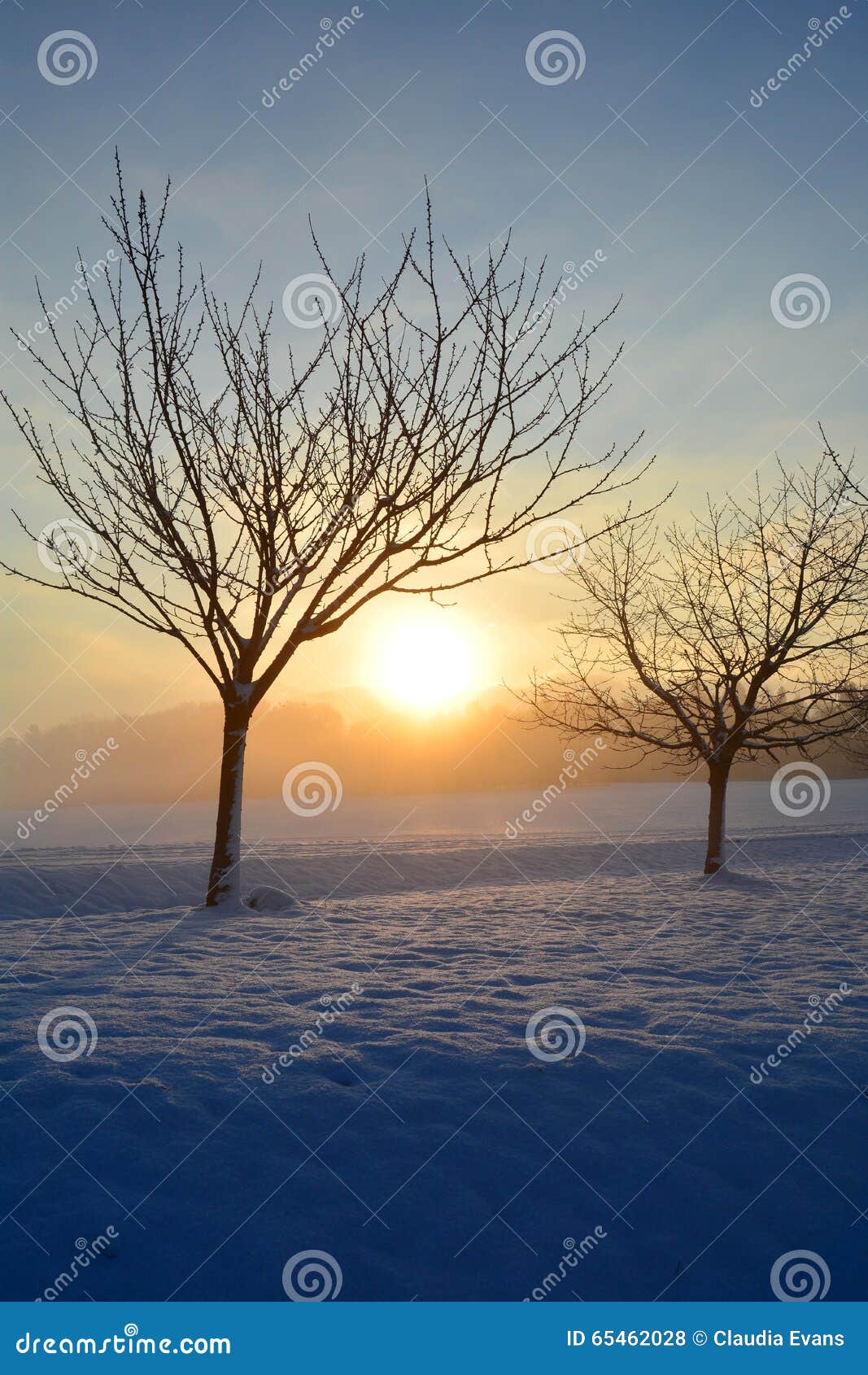 Sunrise in Winter with Trees Stock Photo - Image of snow, field: 65462028