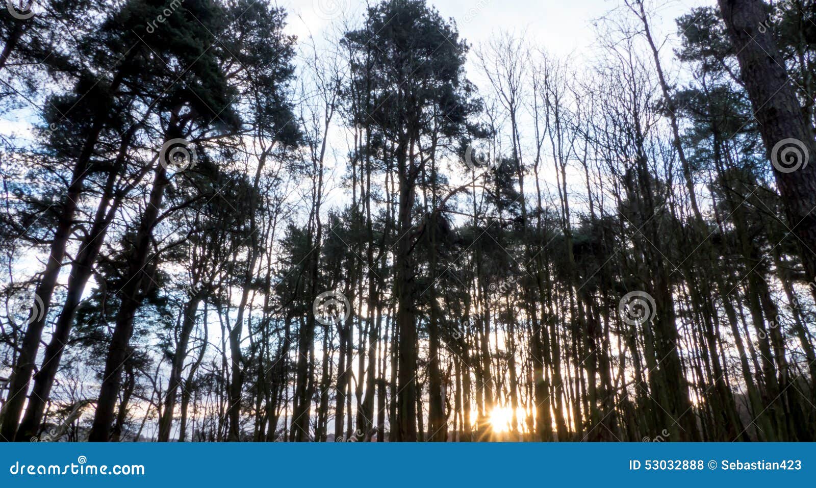 Sunrise in the woods stock photo. Image of dramatic, trees - 53032888
