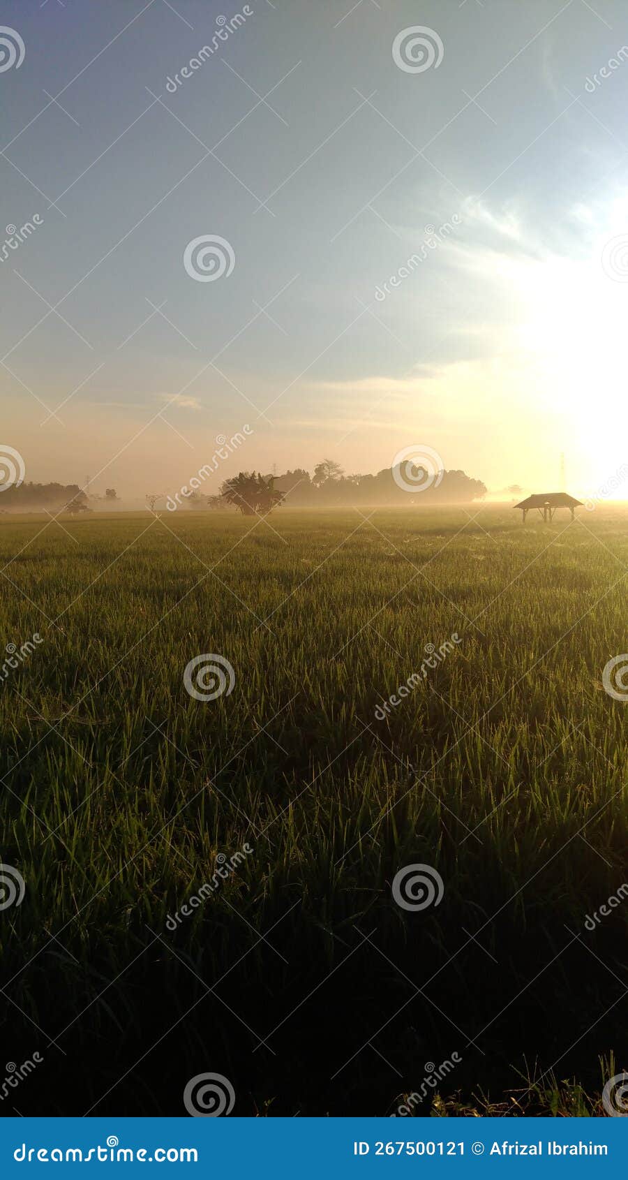 Sunrises in Rice Field Golden Sun Stock Image - Image of rice, golden ...