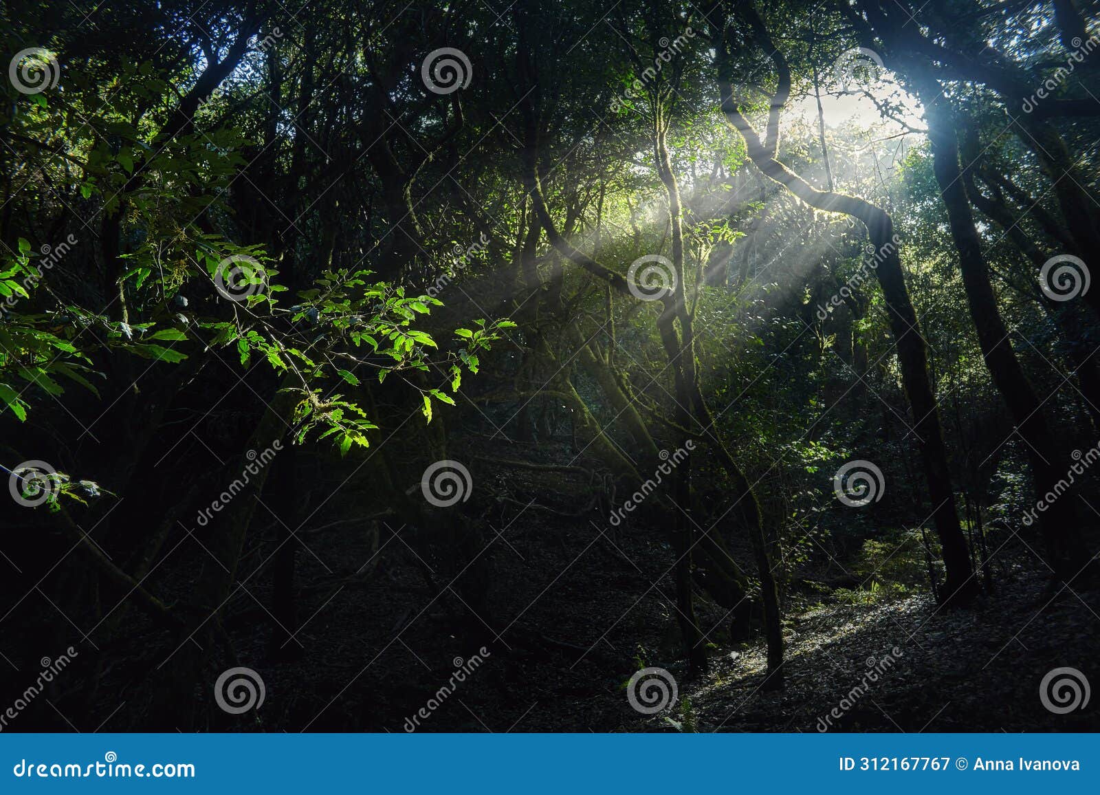 Suns Rays Filter through the Dense Canopy of Trees in the Forest ...