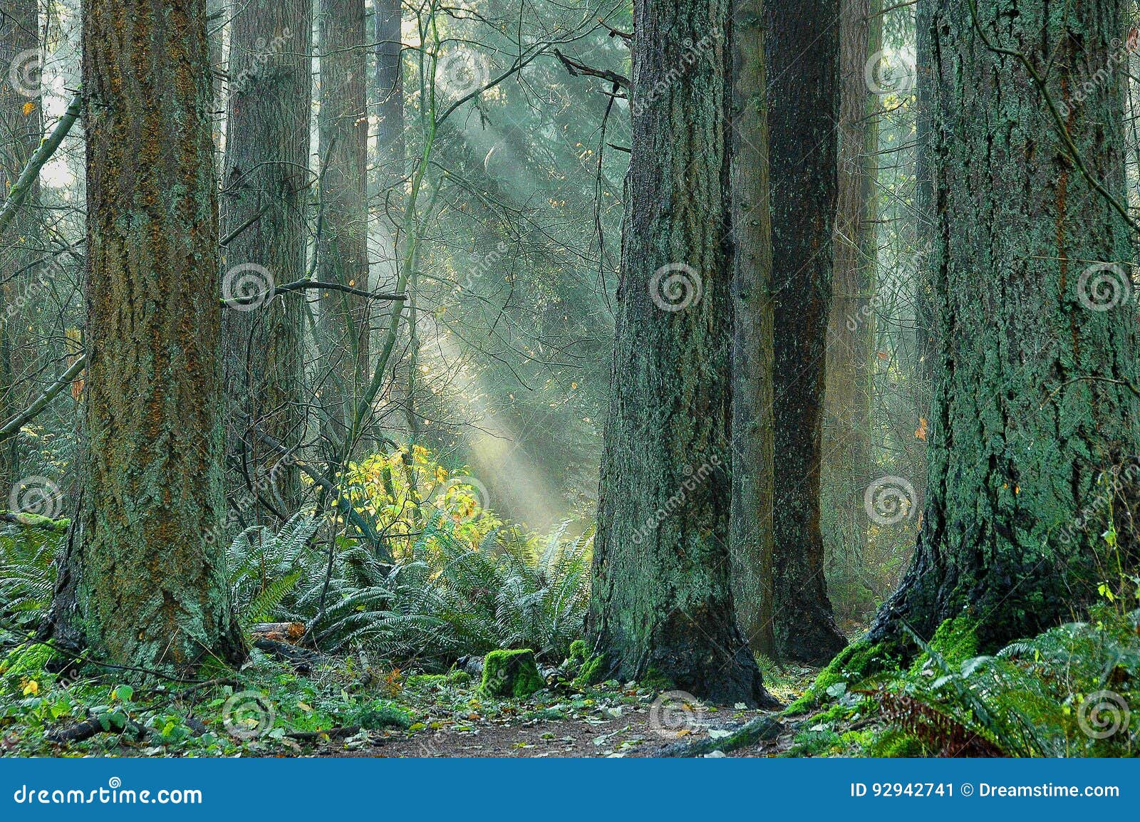 Suns Rays stock image. Image of large, slanting, trees - 92942741