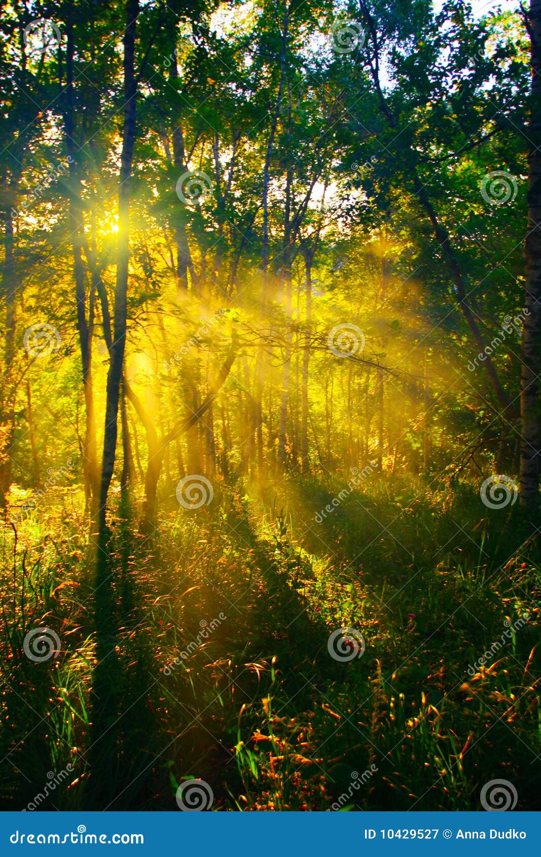 Sunset stock image. Image of environment, beautiful, mist - 10429527